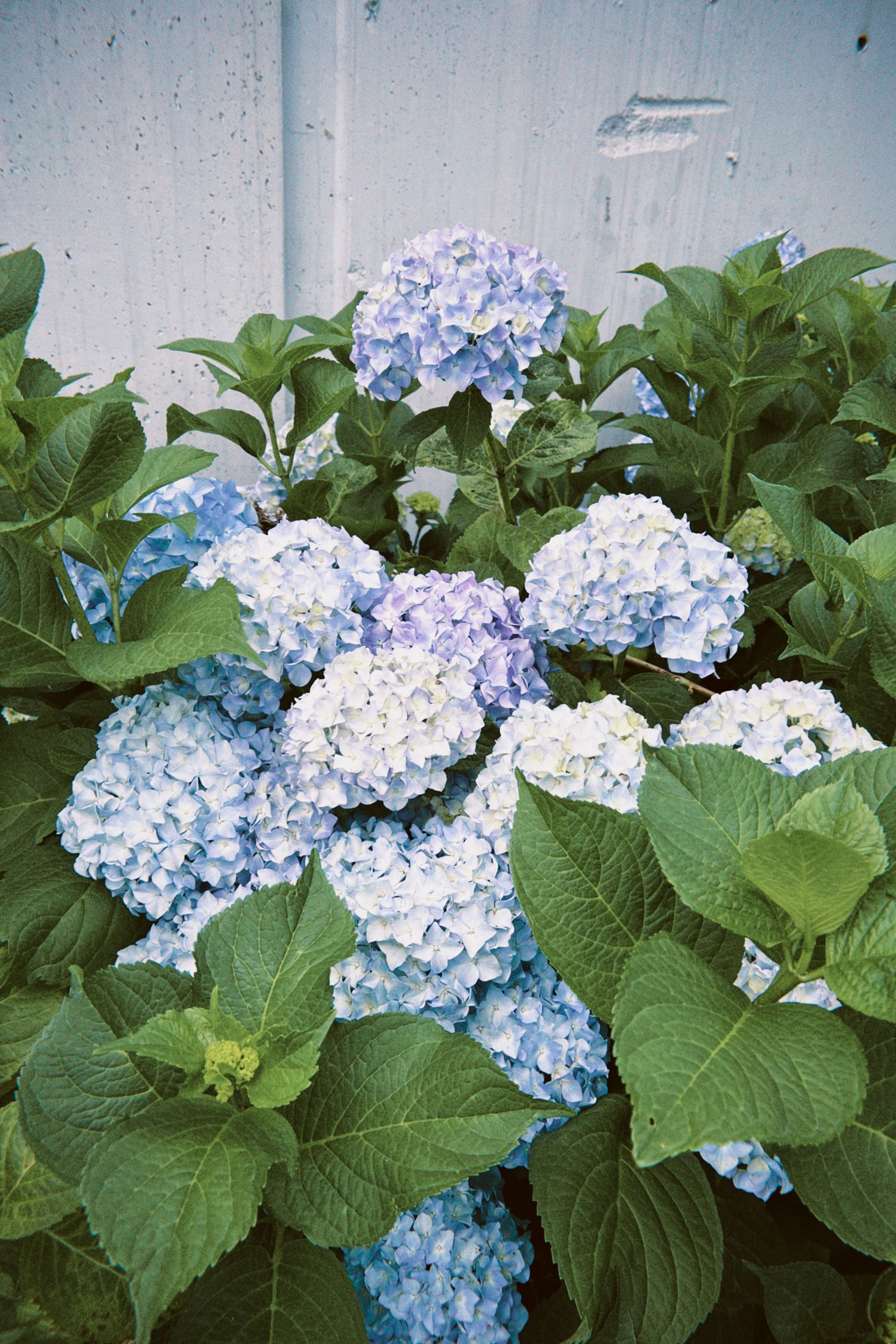 Hydrangeas Wallpaper Photos, Download The BEST Free Hydrangeas ...