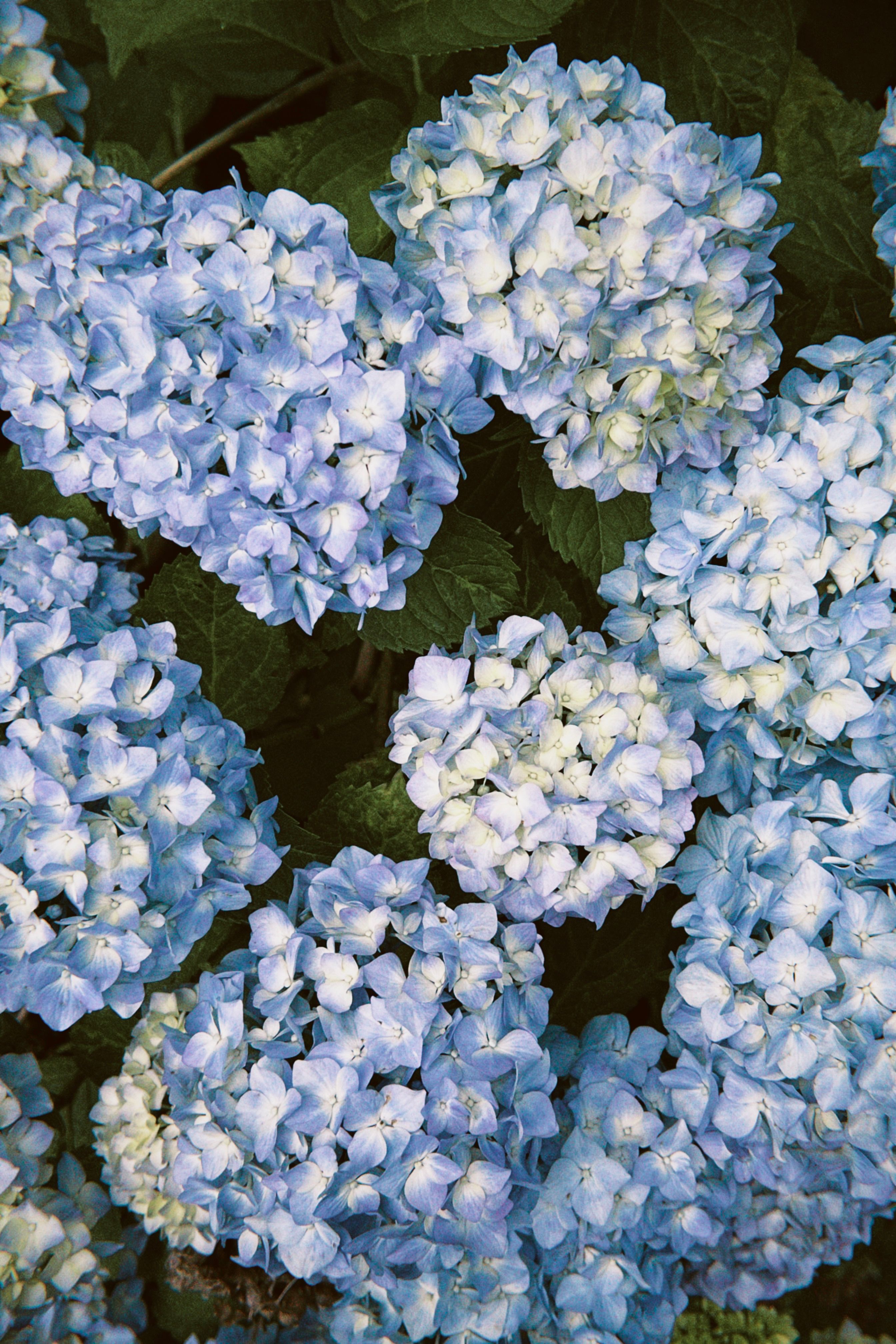 Hydrangea Desktop Wallpaper Photos, Download The BEST Free Hydrangea ...
