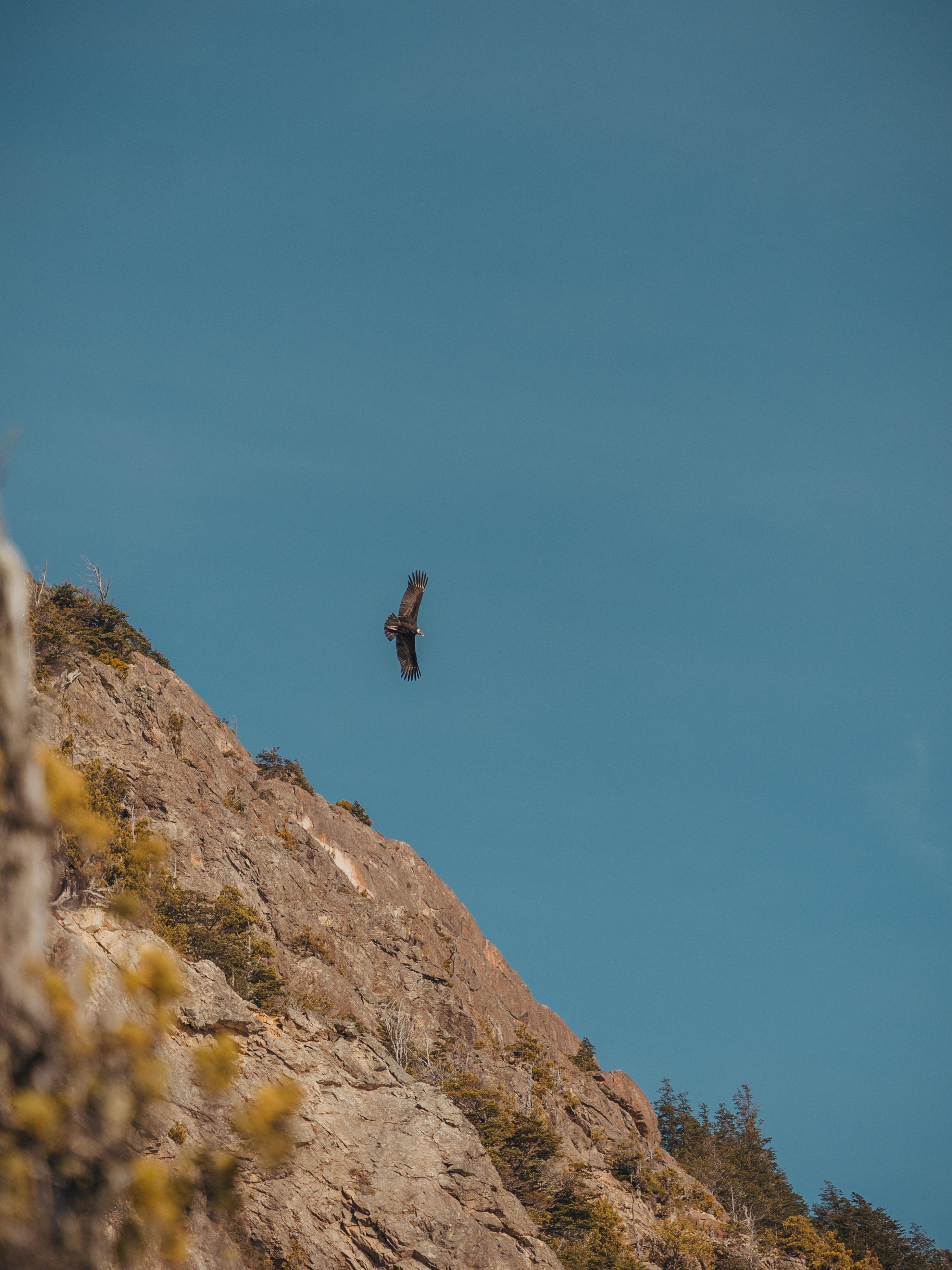 Eagle Soaring Over Andes Mountain Cliff · Free Stock Photo