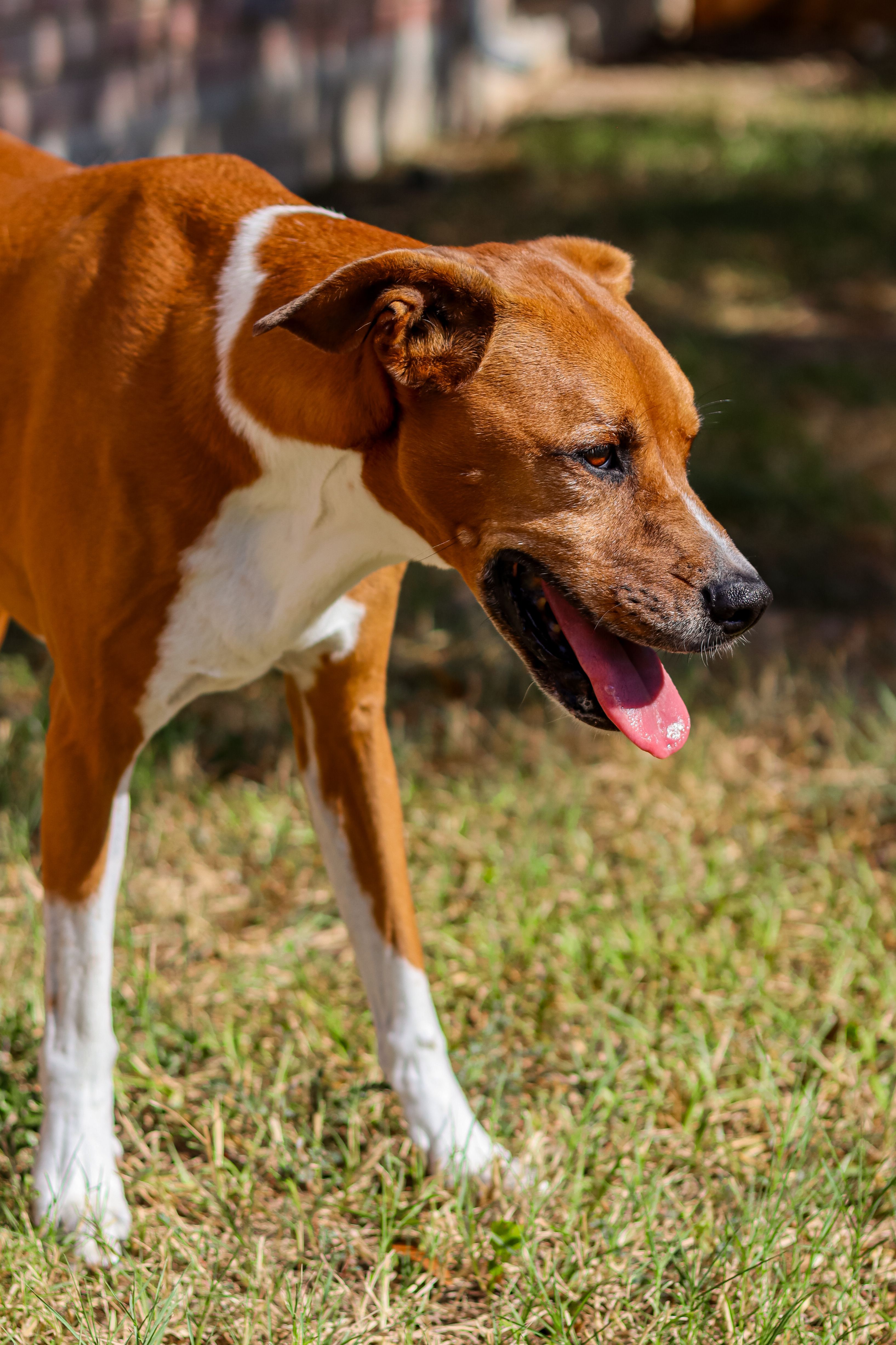 Brown and white dog standing on grass · Free Stock Photo