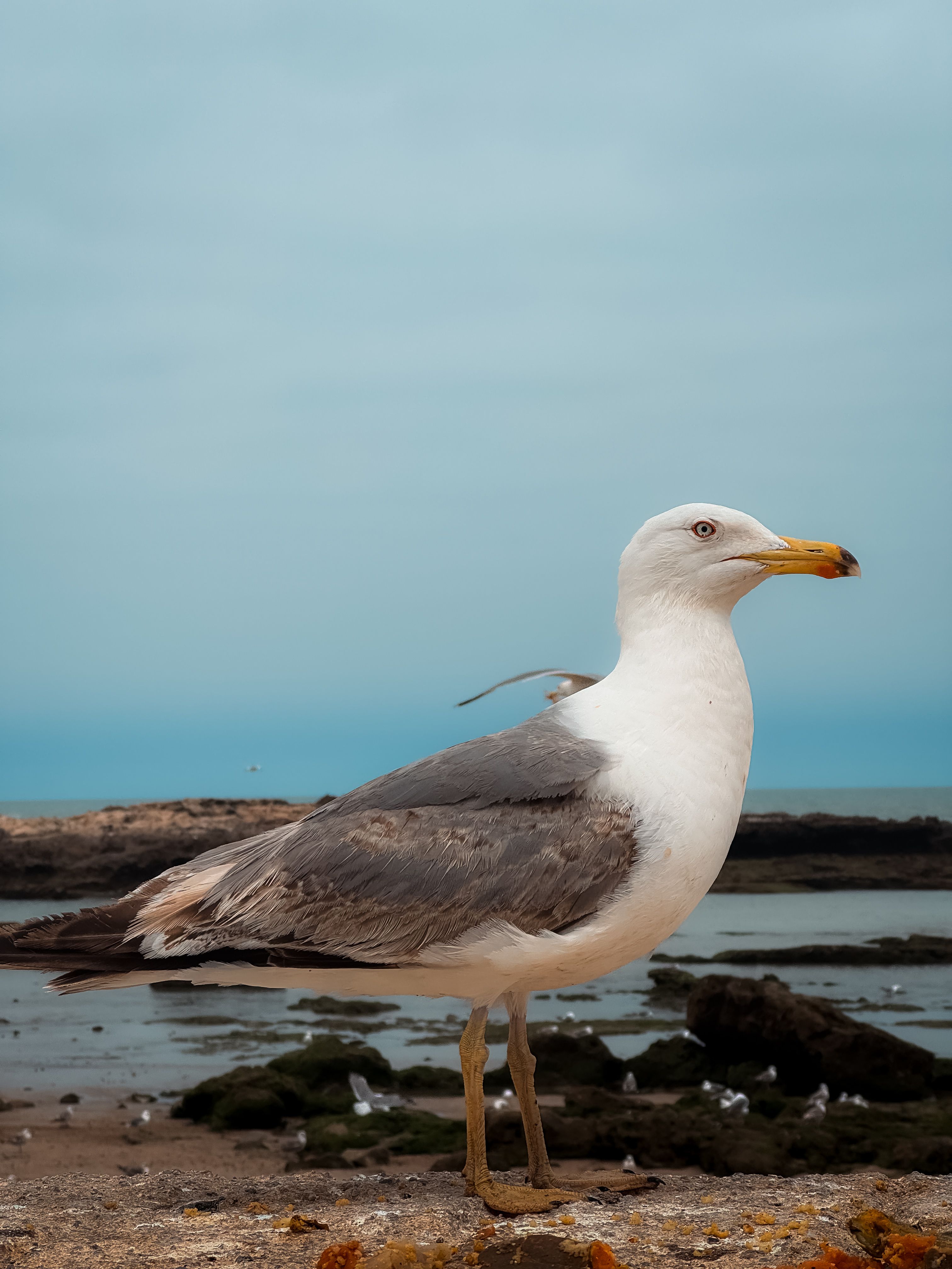 White Seagull on Brown Surface · Free Stock Photo