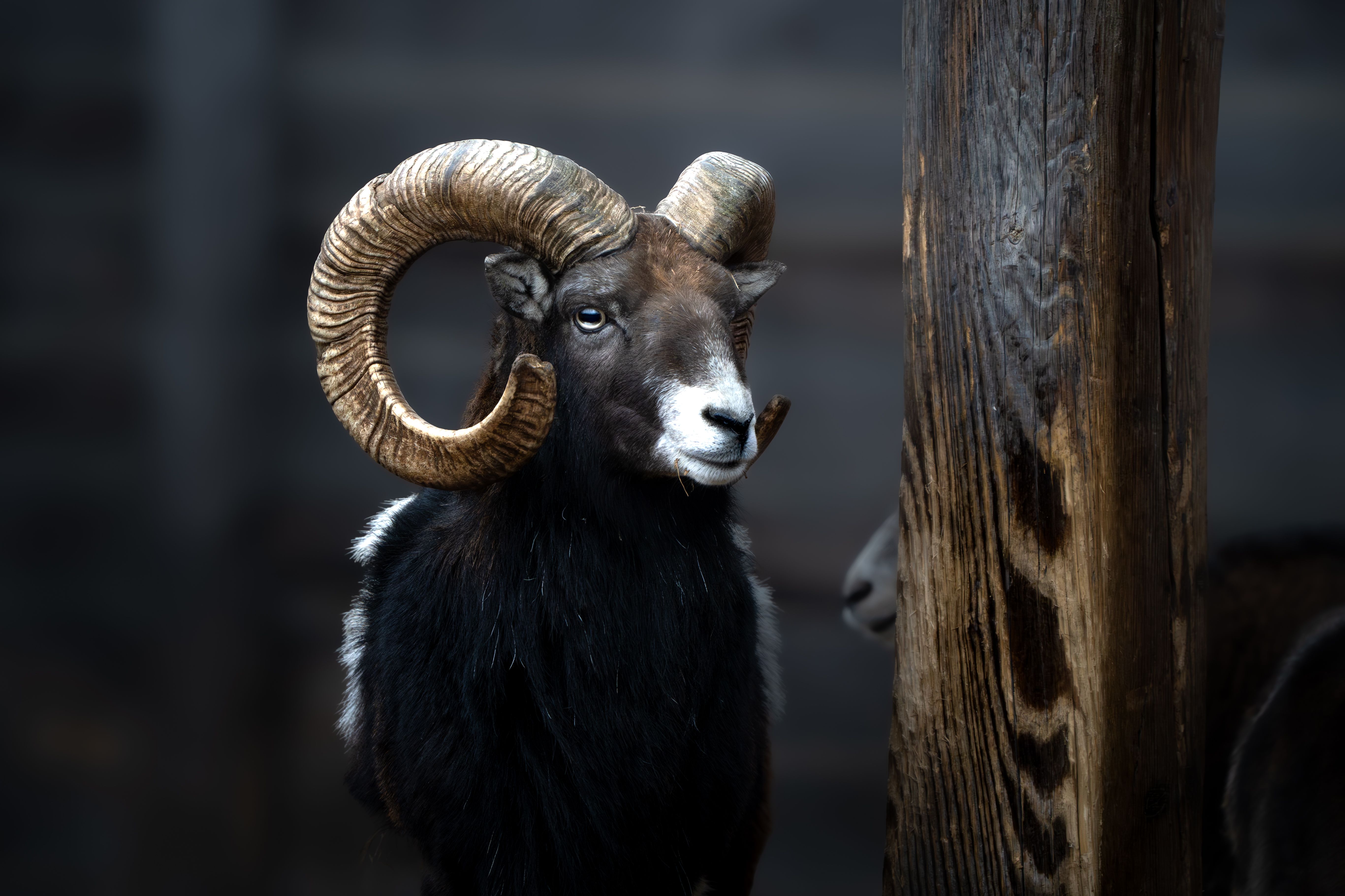 Close-Up of Majestic Ram with Curled Horns · Free Stock Photo