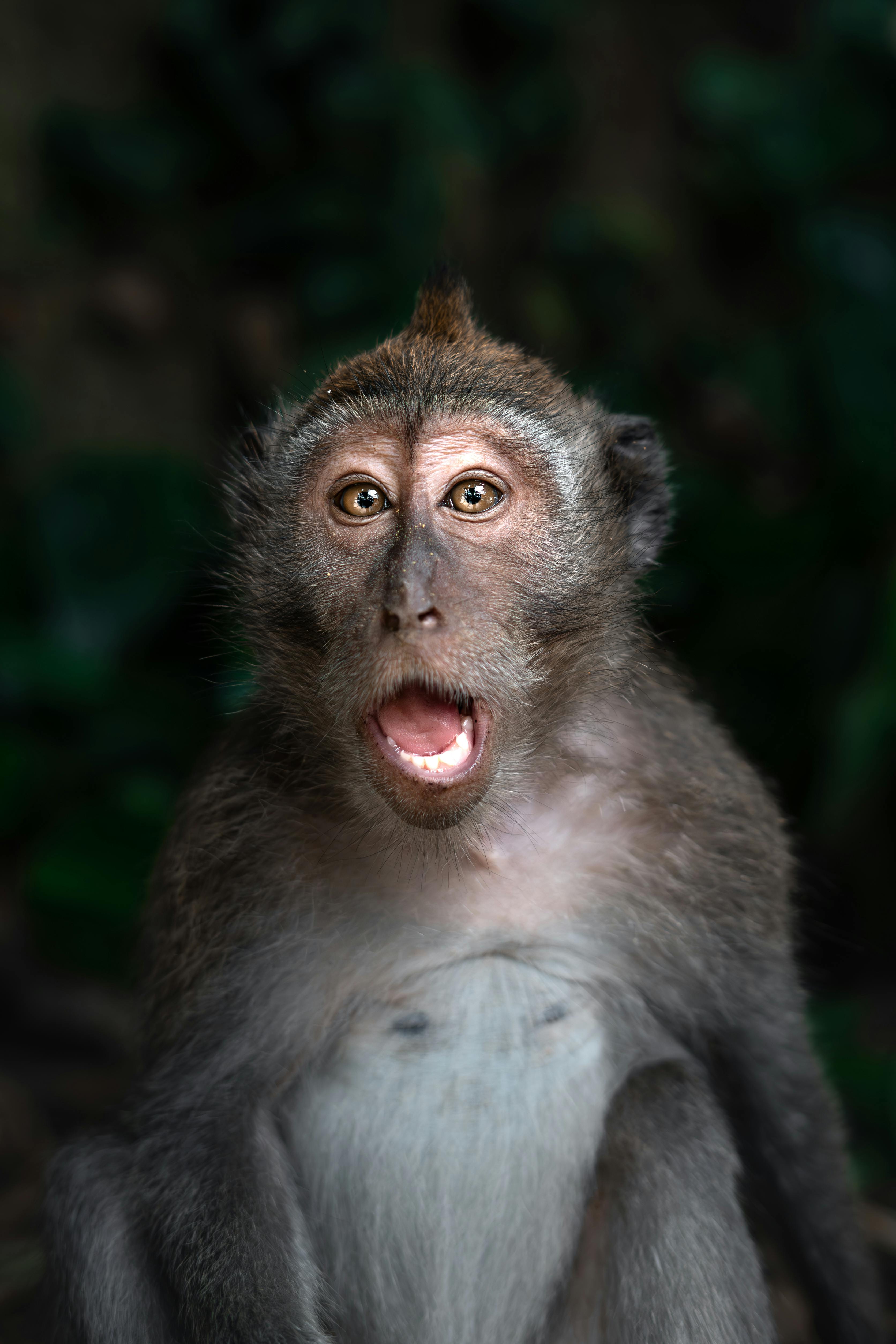 Brown Monkey Illustration · Free Stock Photo
