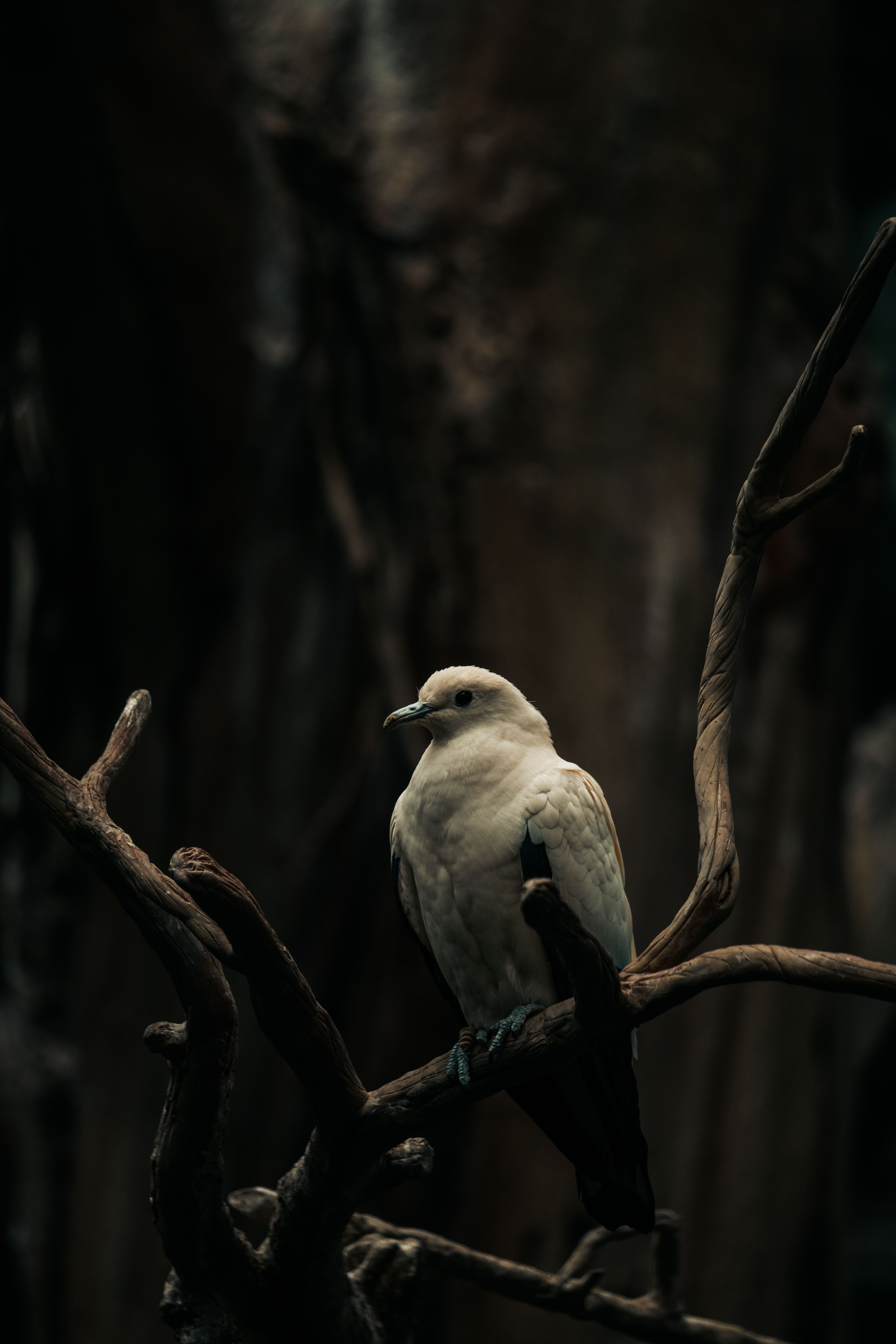 Elegant White Bird Perched on Twisted Branch · Free Stock Photo