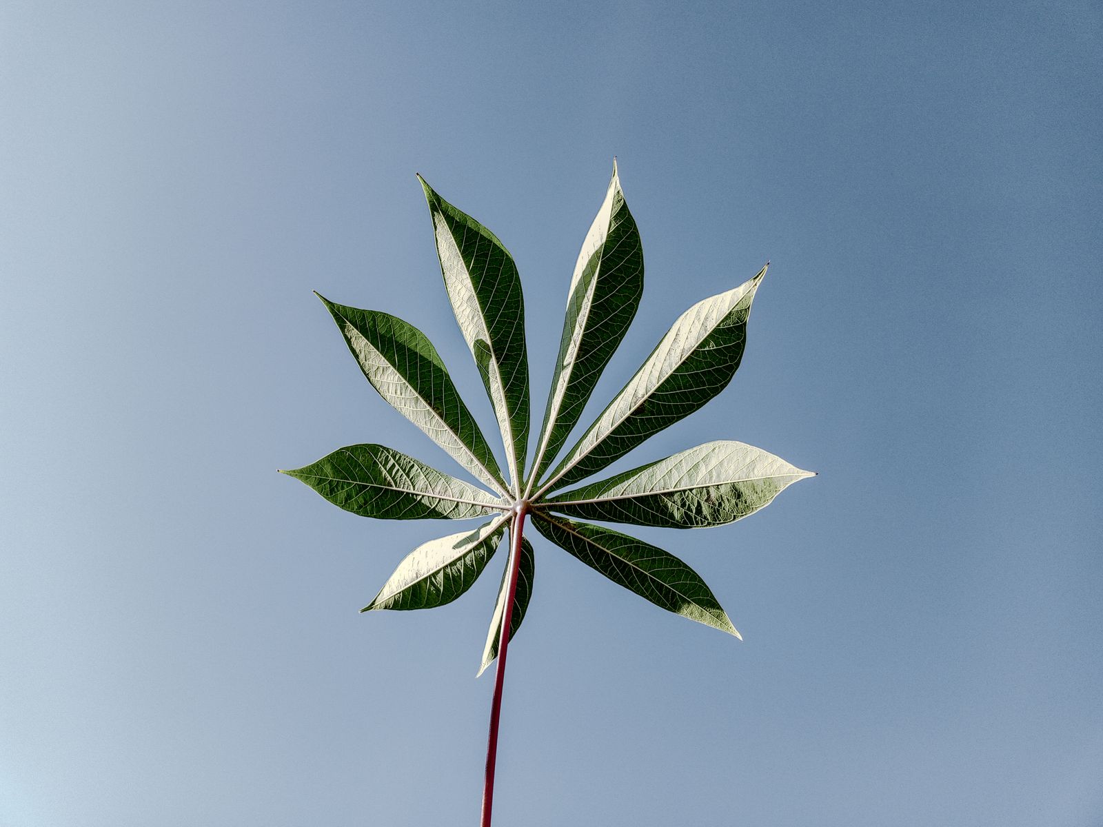 Cassava Photos, Download The BEST Free Cassava Stock Photos & HD Images