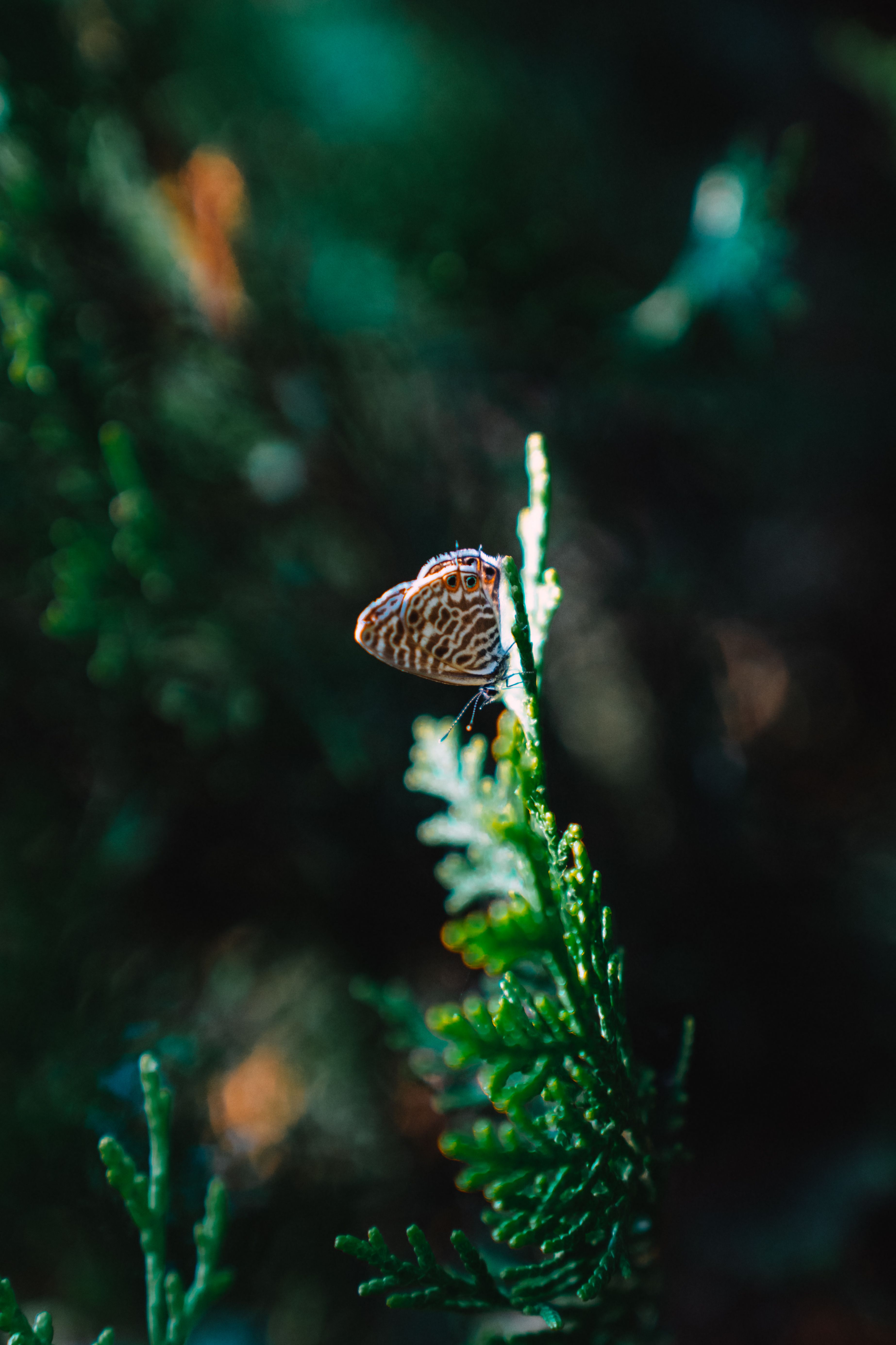 Butterfly 4k Photos, Download The BEST Free Butterfly 4k Stock Photos ...