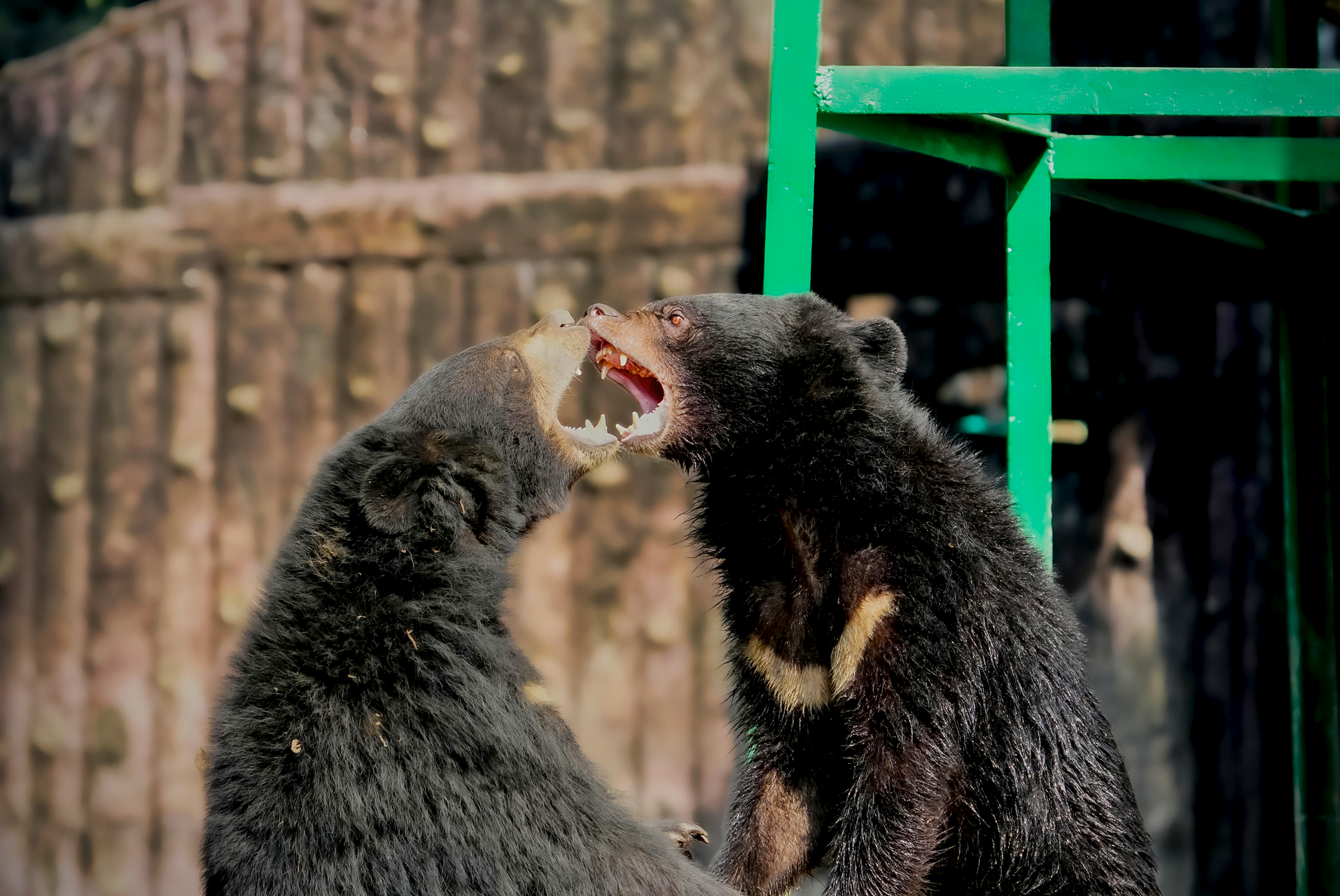Himalayan Brown Bear: Majestic Creatures of the Himalayas