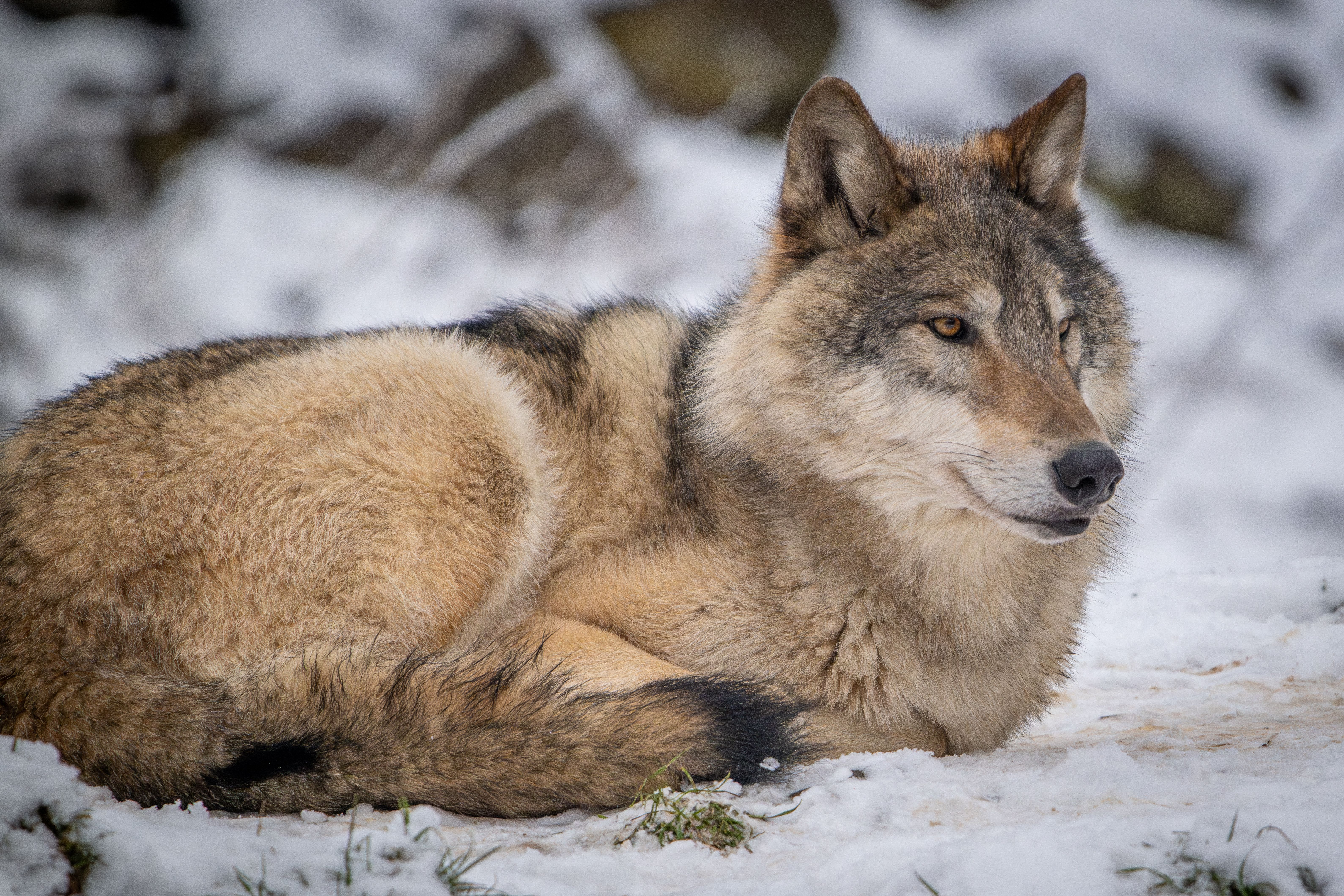 4k Wallpaper Wolf Black In Snowdesktop Photos, Download The BEST Free ...