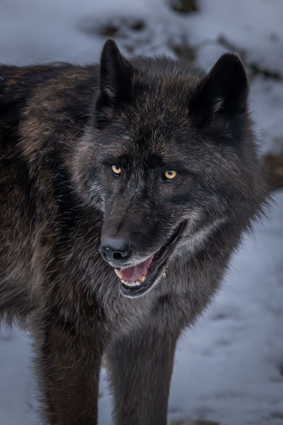 Alpha Wolf Wallpaper Photos, Download The BEST Free Alpha Wolf ...