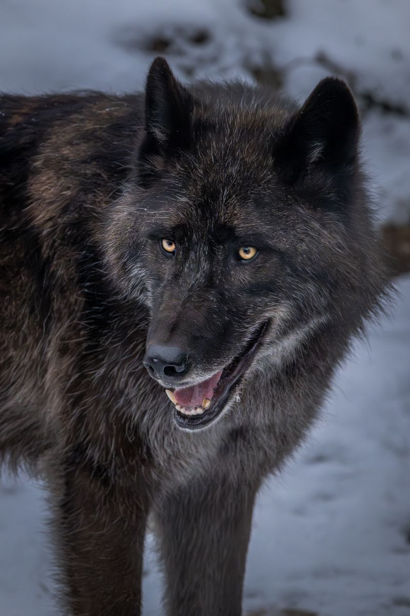 Alpha Wolf Wallpaper Photos, Download The BEST Free Alpha Wolf ...