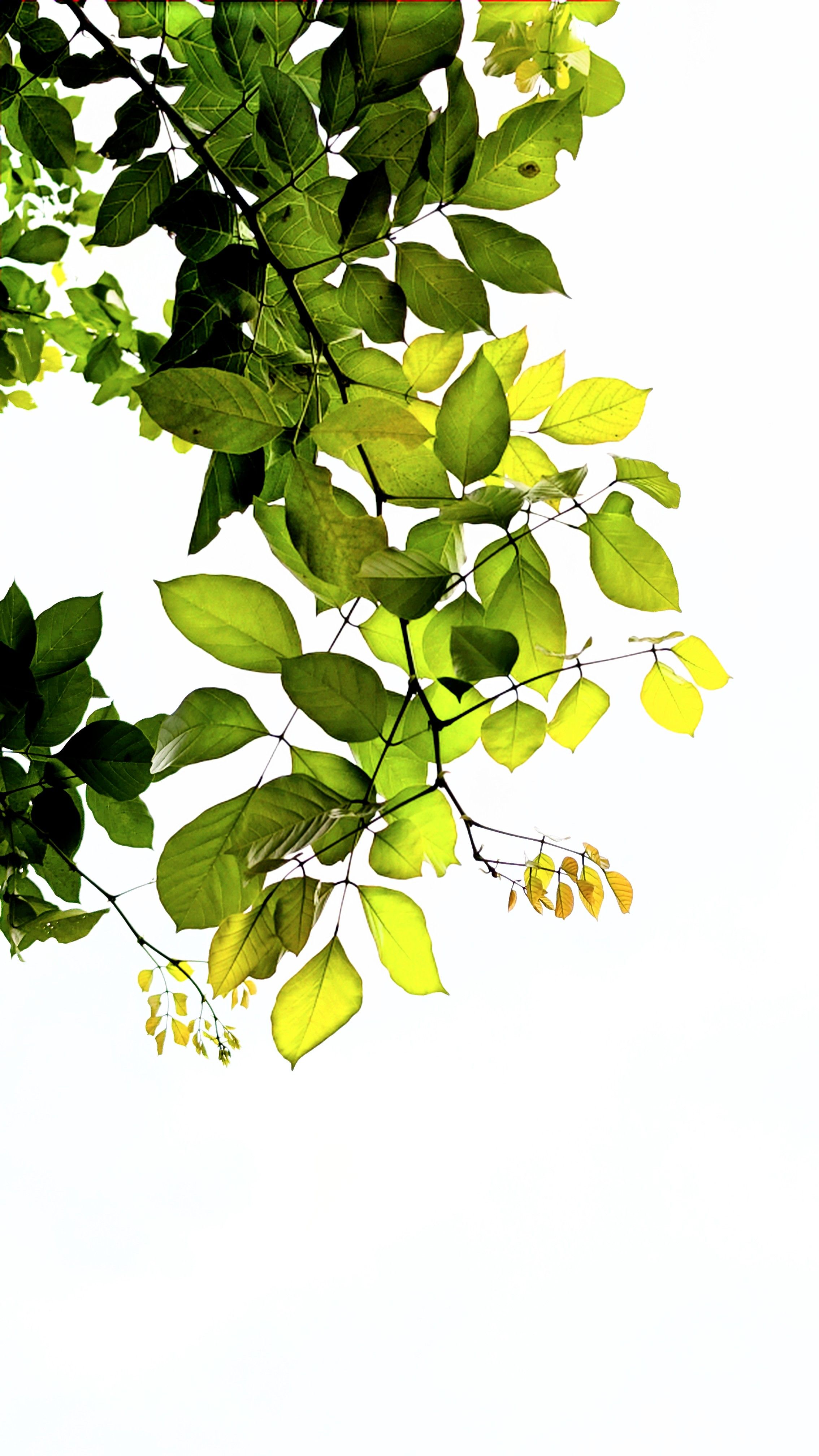 Plants+Label+Vector Photos, Download The BEST Free Plants+Label+Vector ...