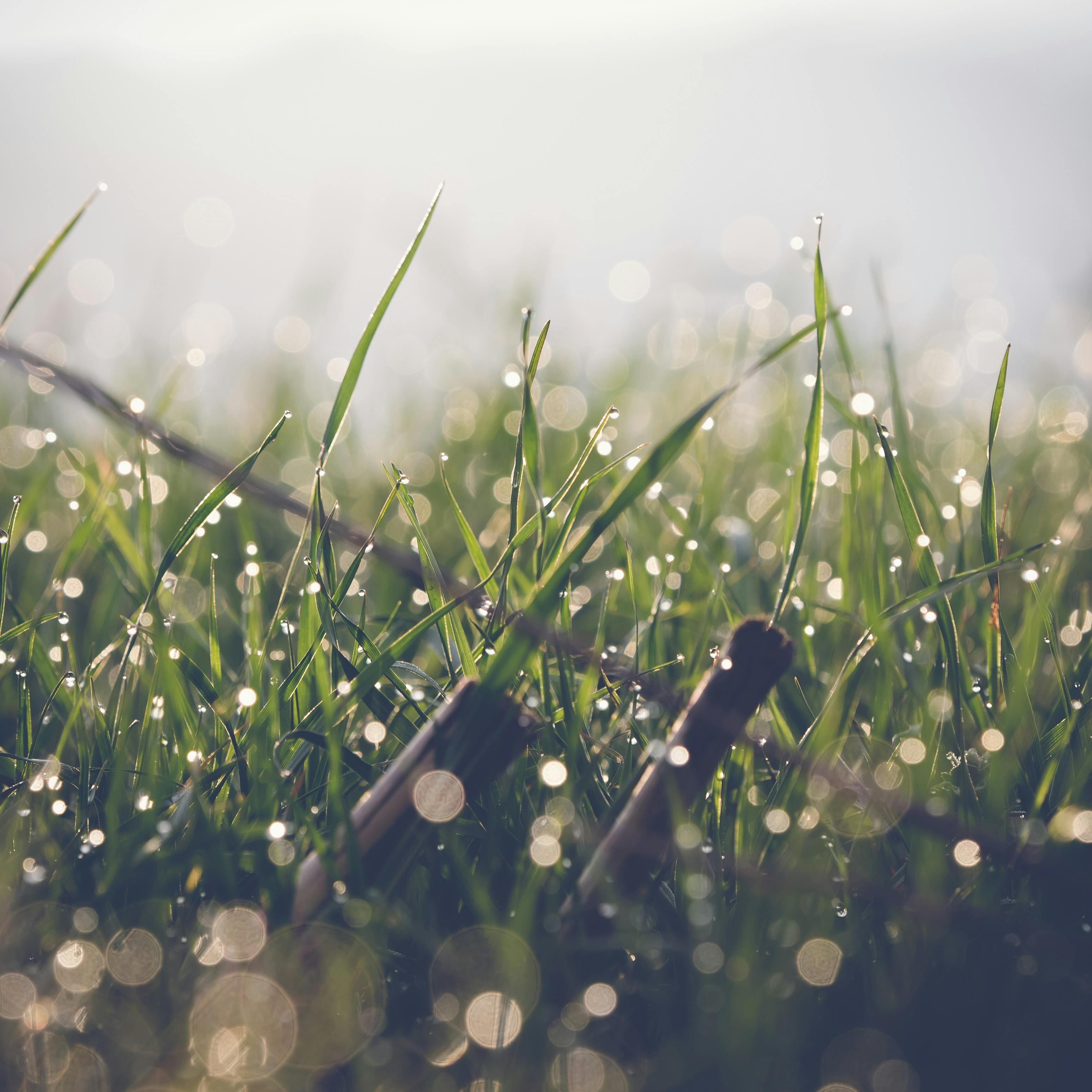Selective Focus Photo of Wet Ground · Free Stock Photo