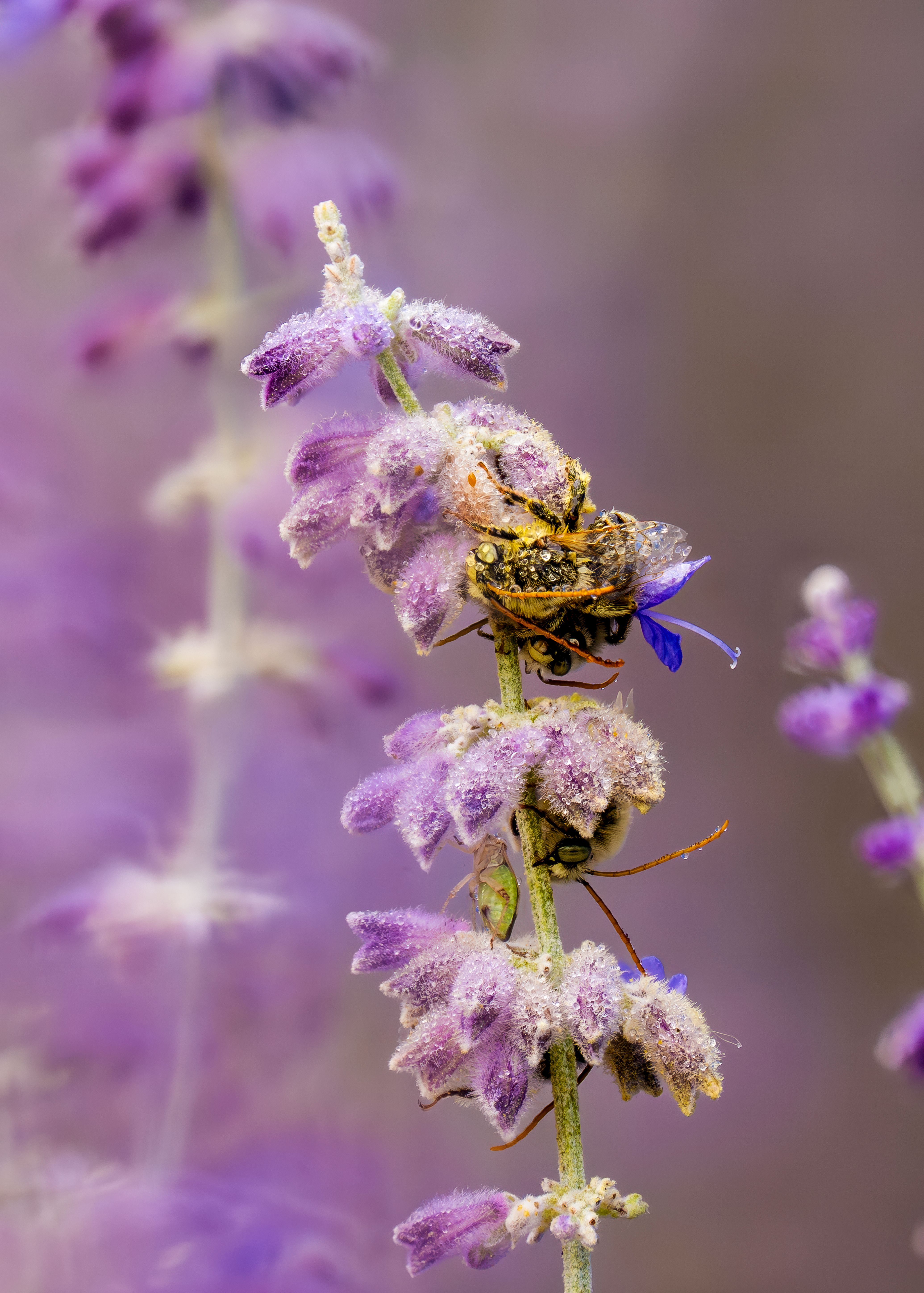 Foto de stock gratuita sobre @al aire libre, abejas, abejas de cuernos ...