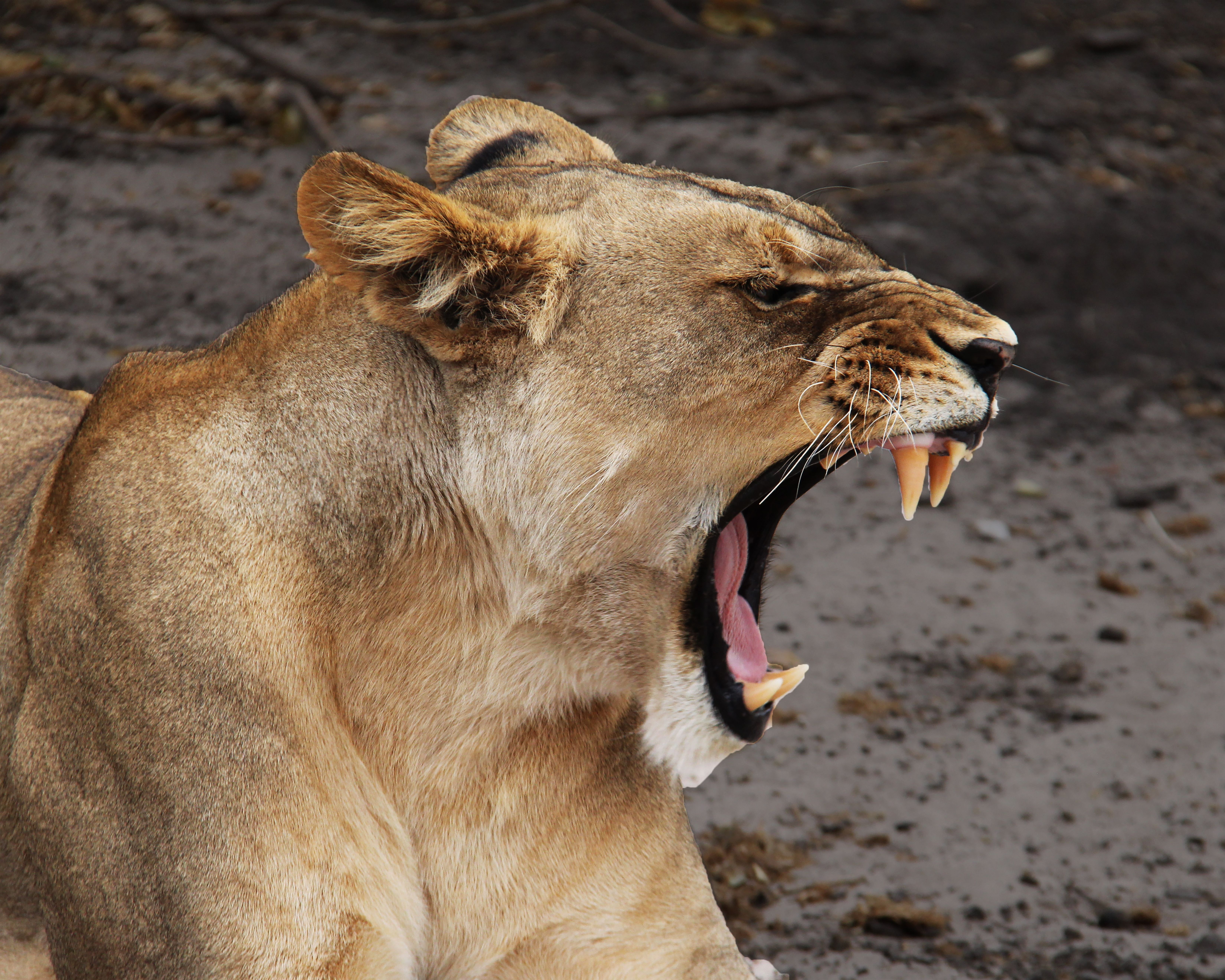 Yawning Lioness in Botswana Safari Scene · Free Stock Photo