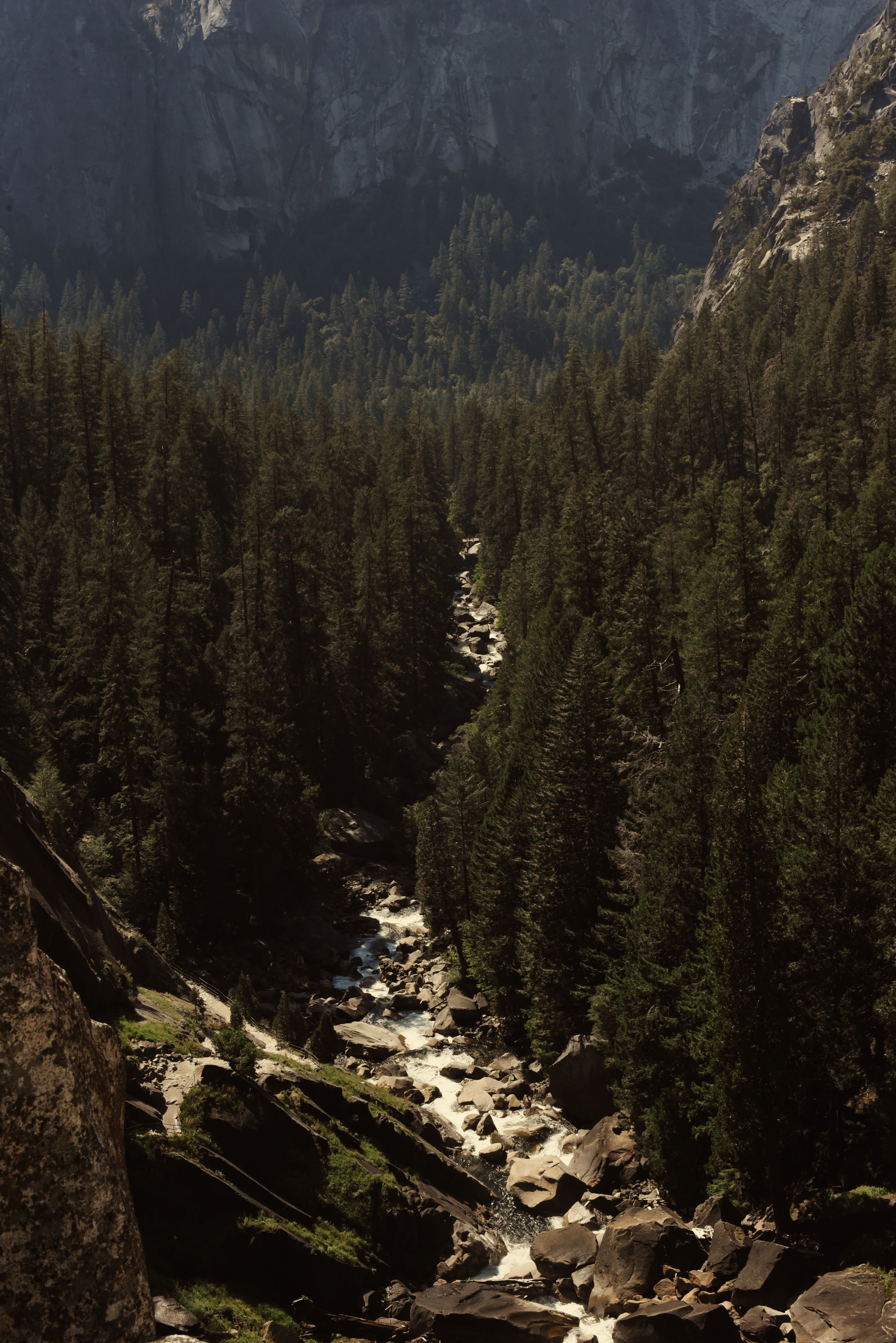 Majestic Forest Stream in Yosemite National Park · Free Stock Photo