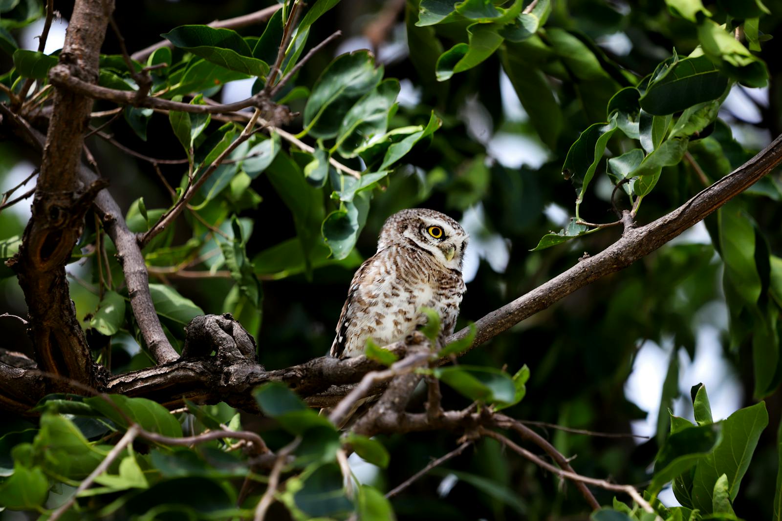 Owl In Tree Photos, Download The BEST Free Owl In Tree Stock Photos ...