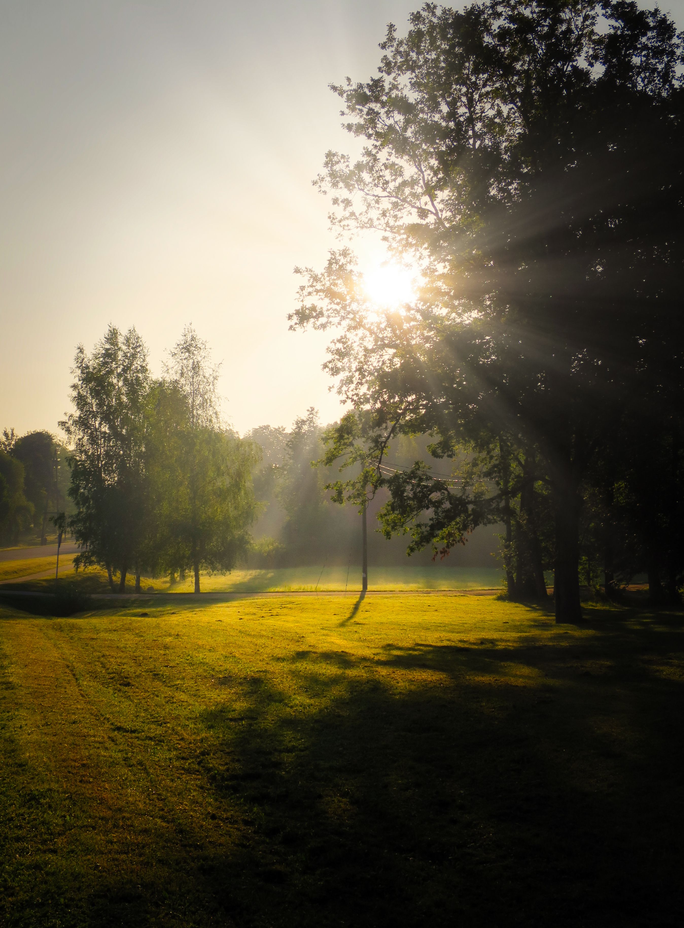 Serene Summer Sunrise in a Lush Park · Free Stock Photo