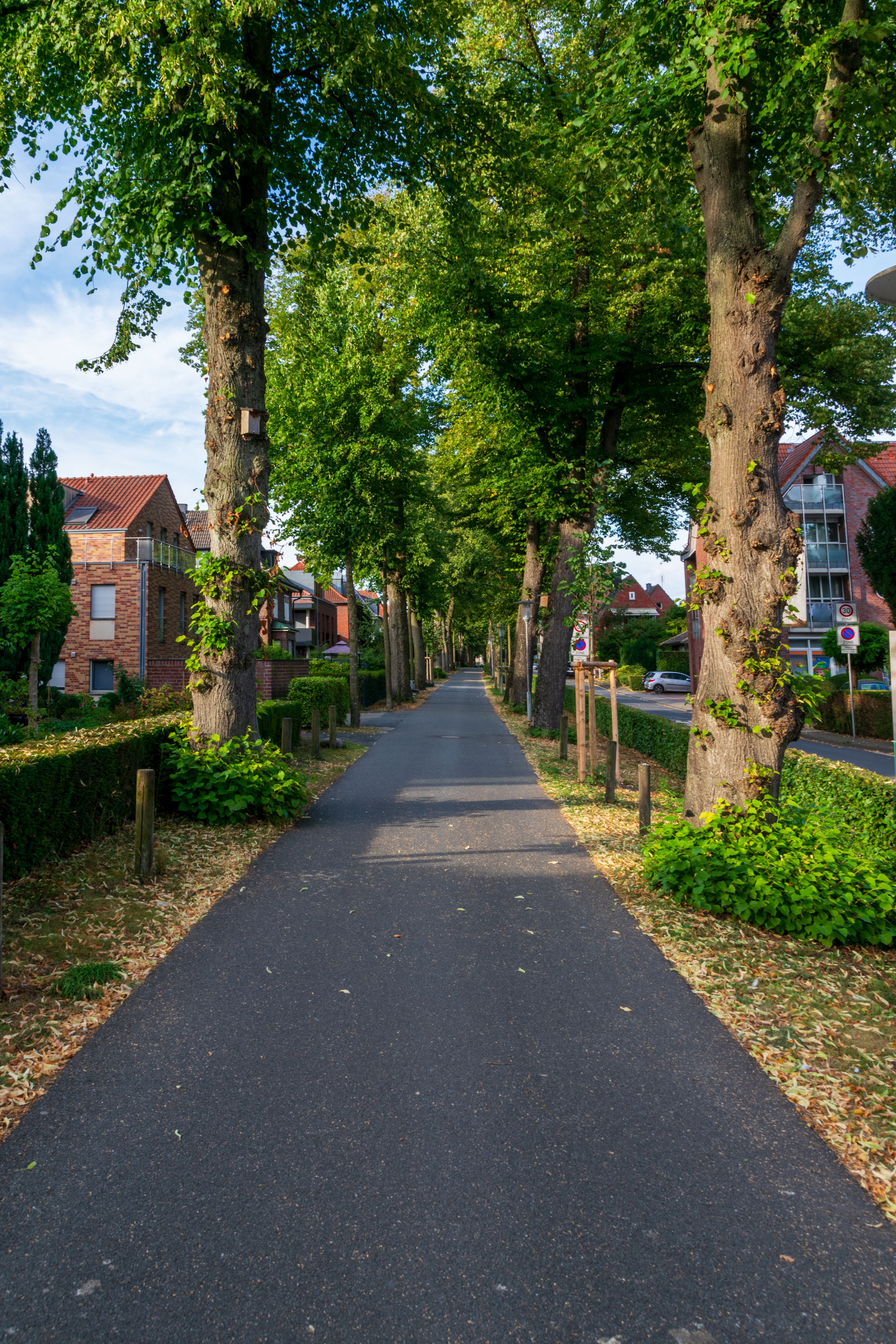 Tree-Lined Street in Suburban Neighborhood · Free Stock Photo