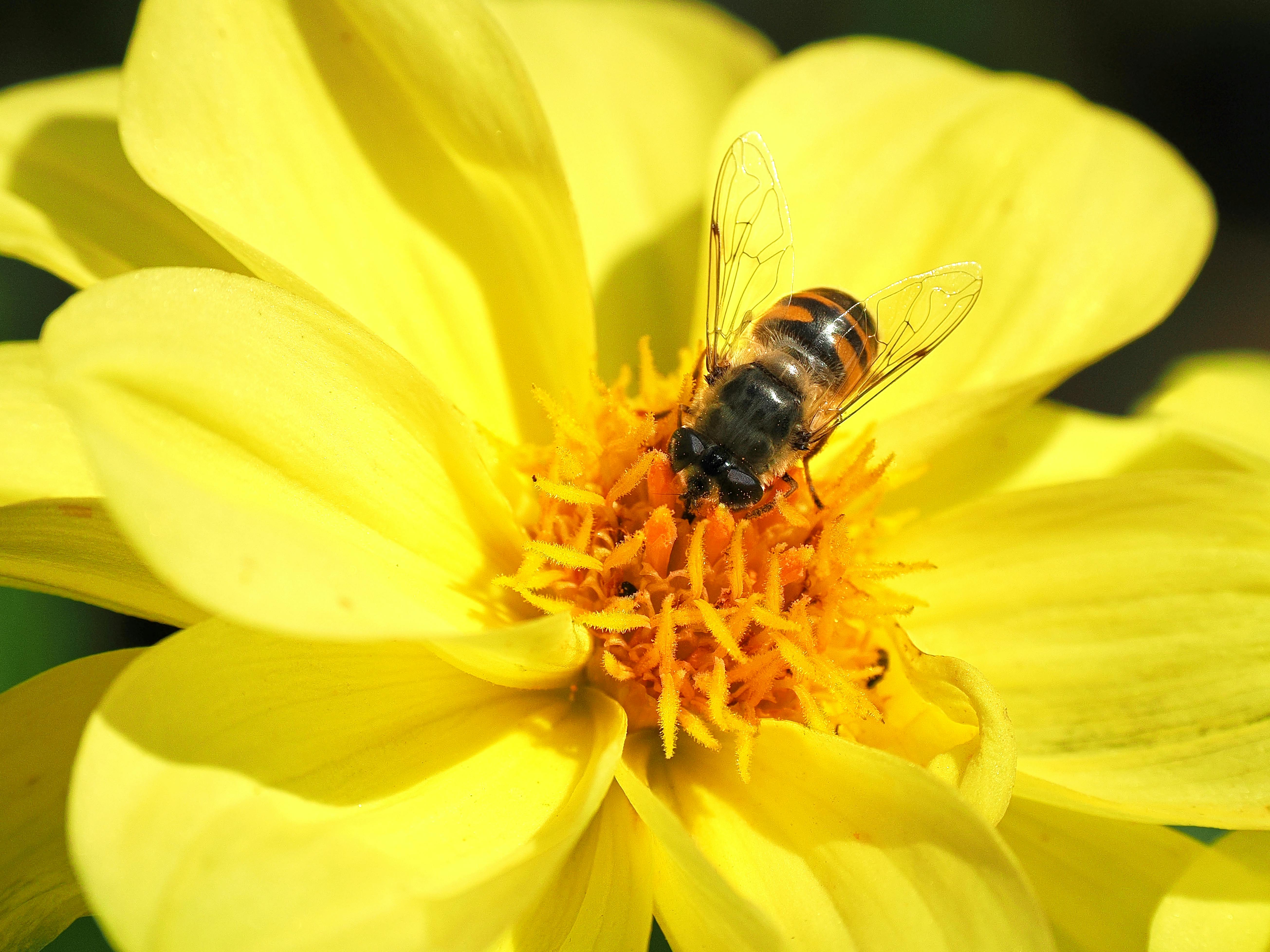 Hoverfly Pollinating Yellow Flower in Sunlight · Free Stock Photo