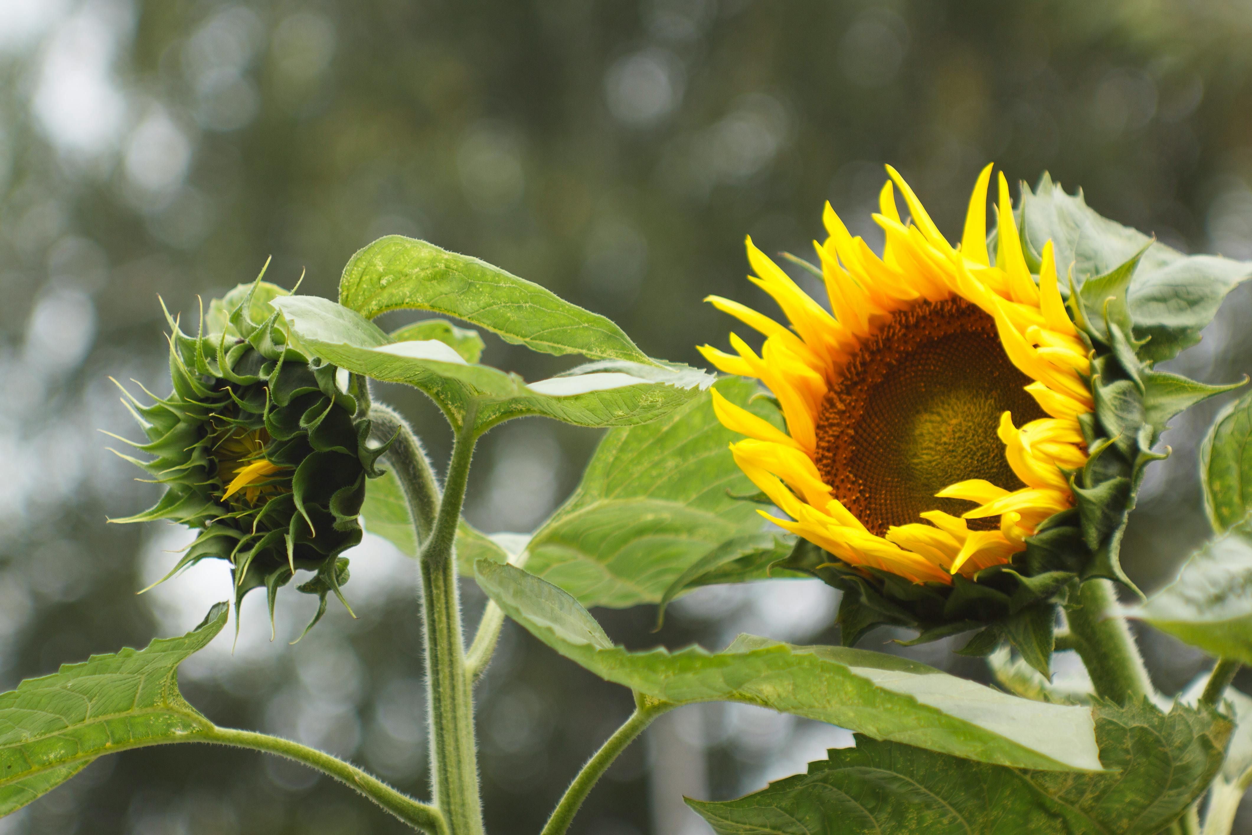 Animea Cracter Live Wallpaper Photos, Download The BEST Free Animea ...