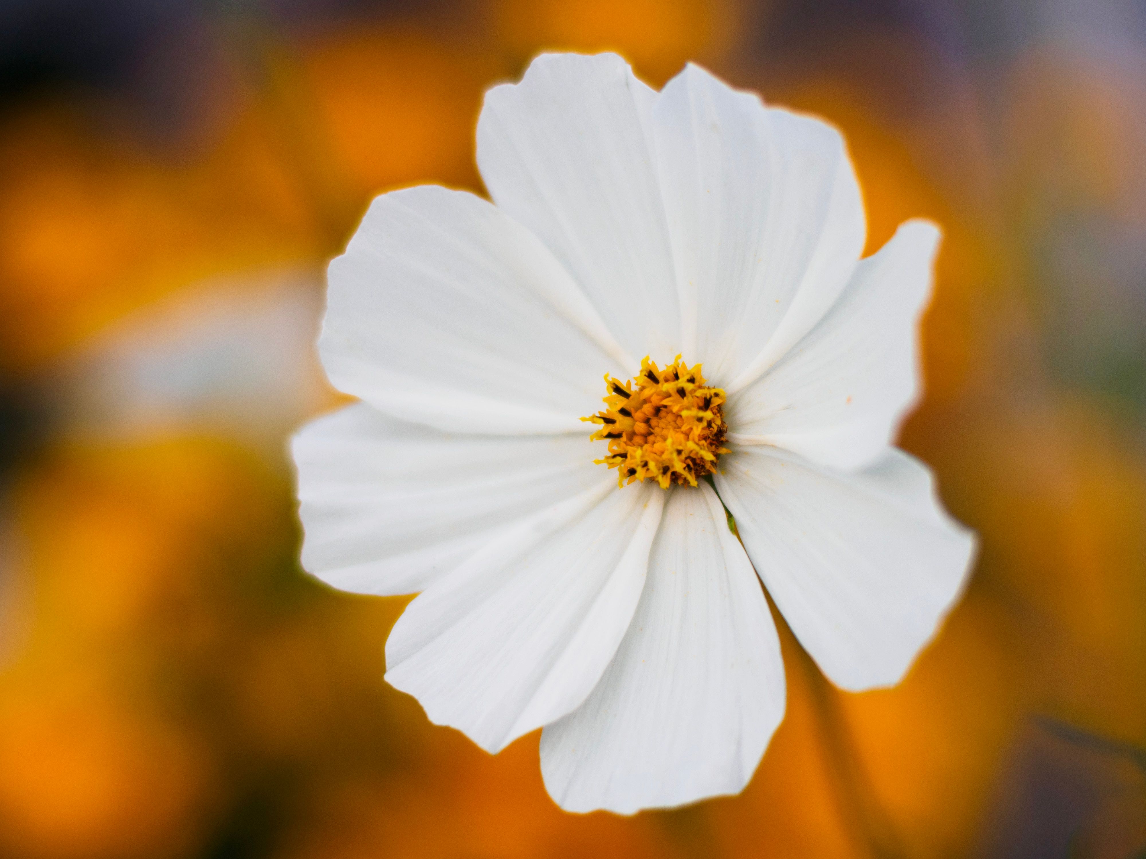 White Cosmos Flower Close-Up Against Orange Background · Free Stock Photo