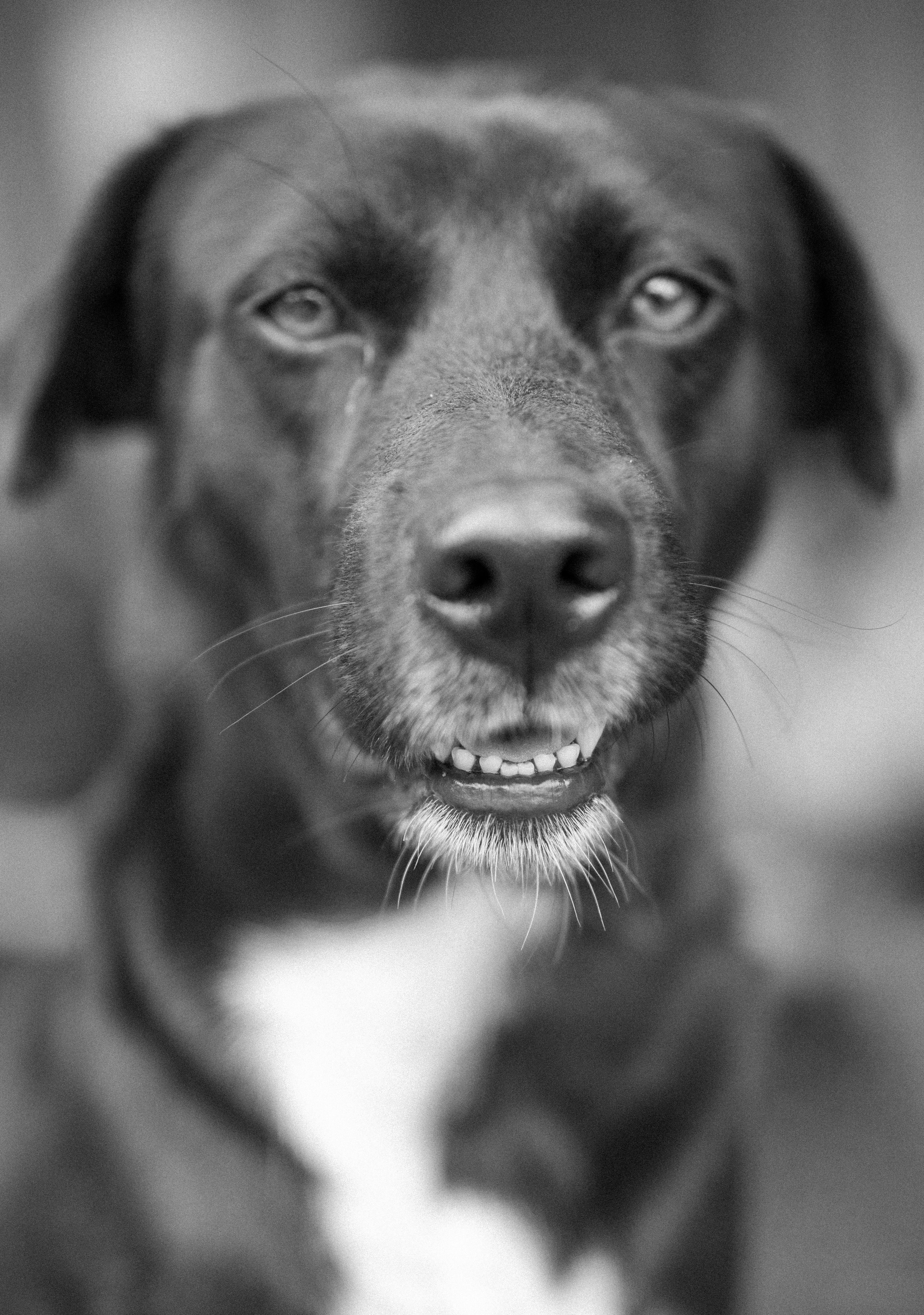 Close-Up Portrait of a Black Labrador Dog · Free Stock Photo