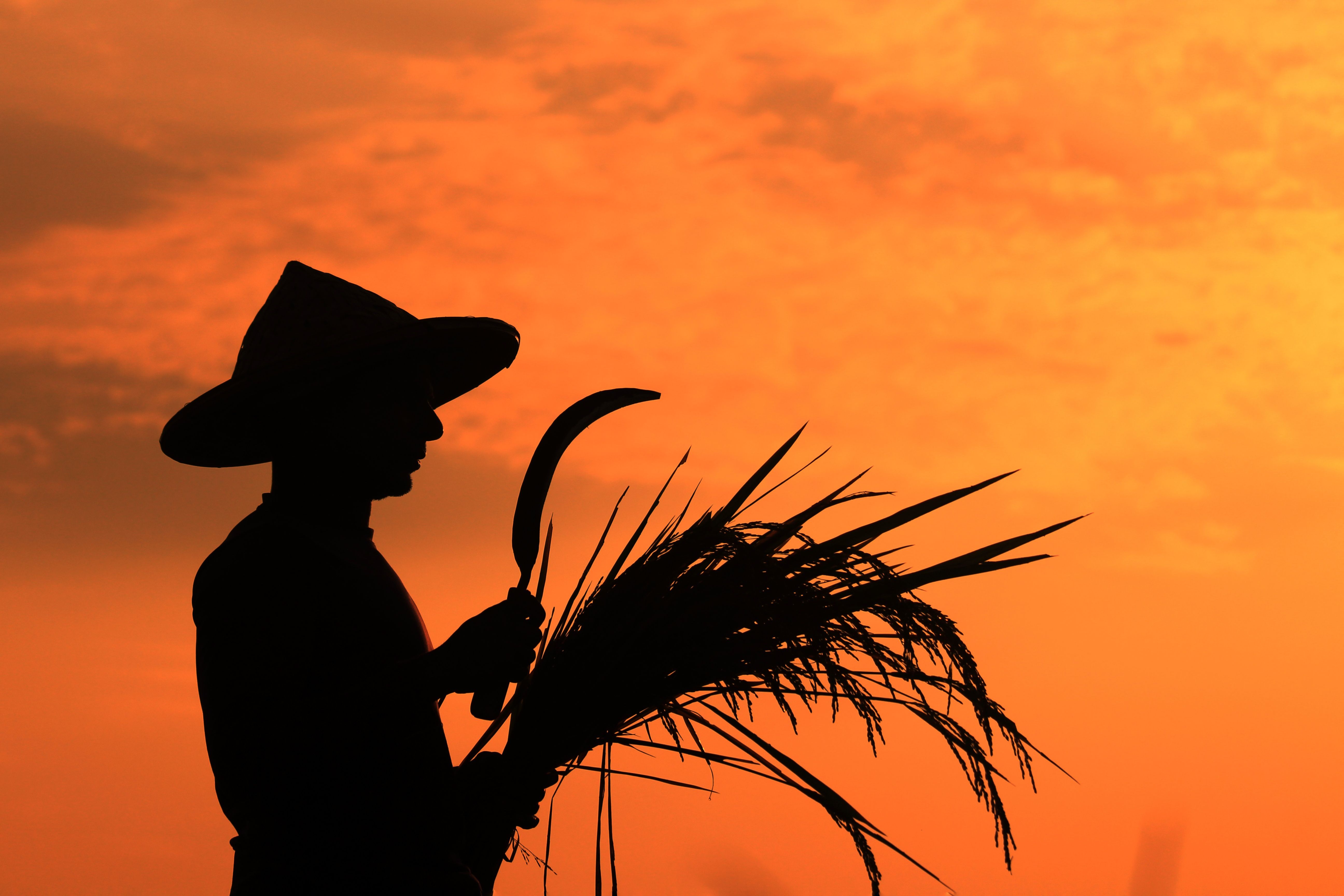 Silhouette of Farmer at Sunset with Sickle · Free Stock Photo