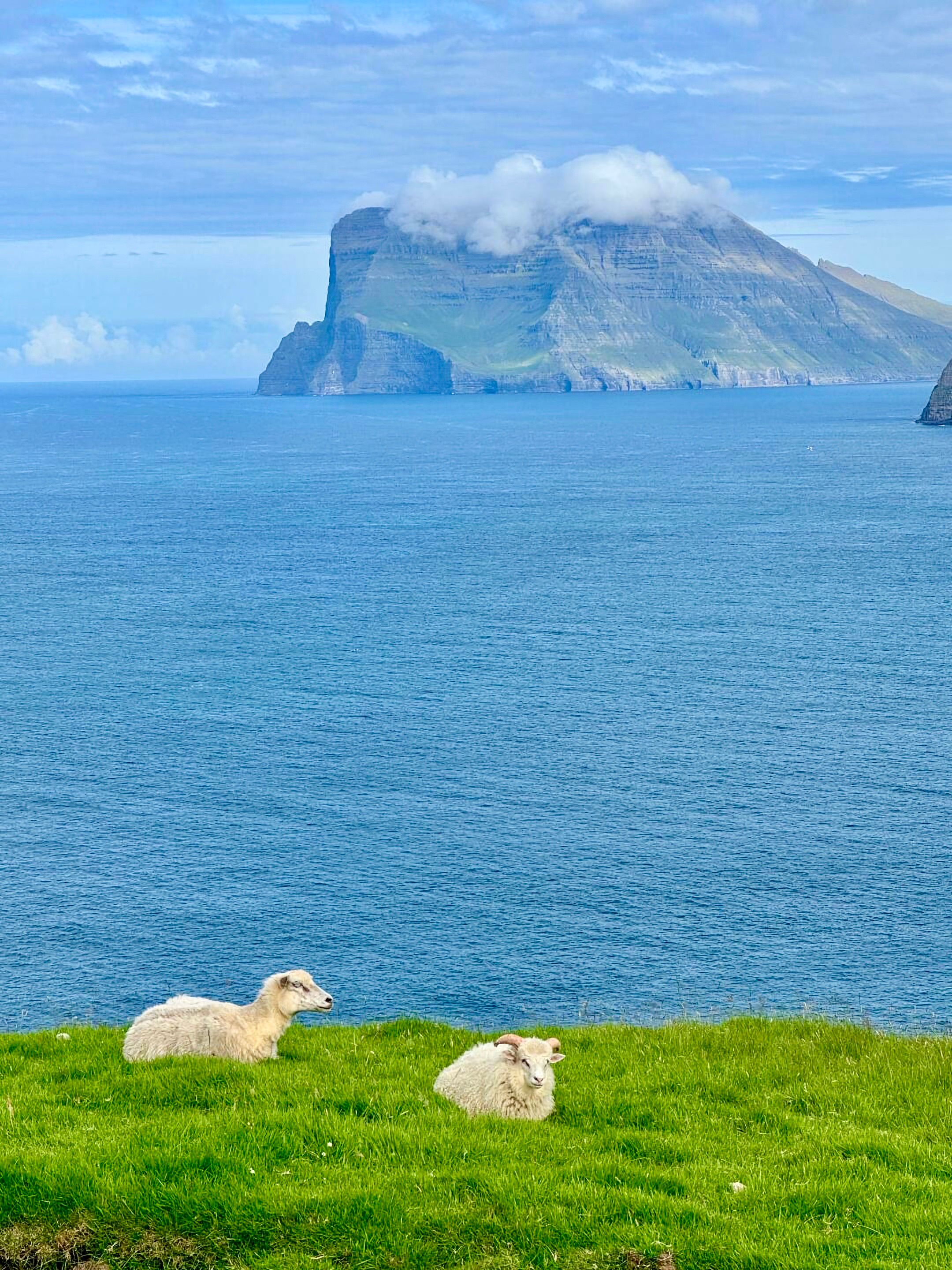 Sheep in Seaside · Free Stock Photo