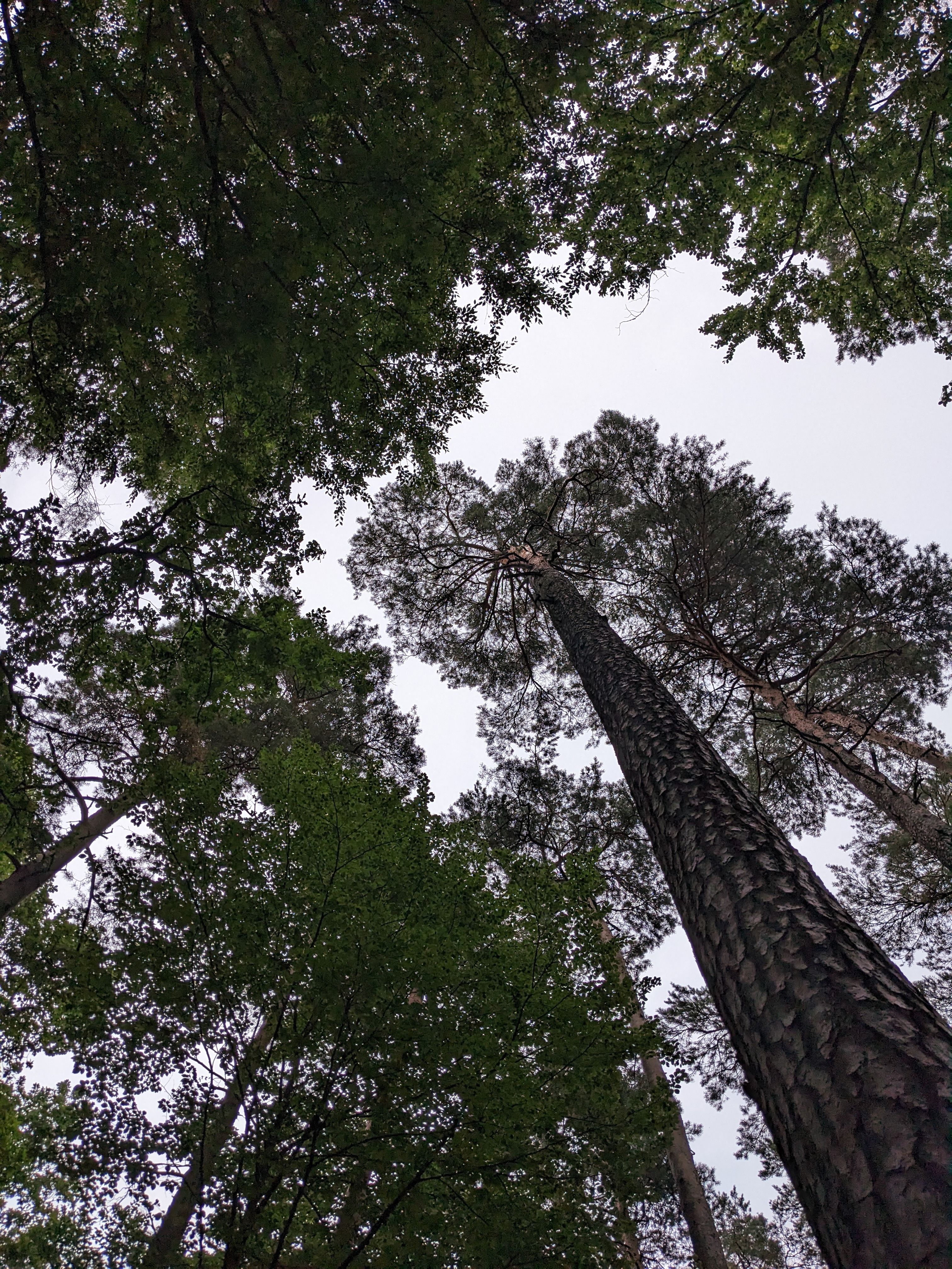 Tall Photos, Download The BEST Free Tall Stock Photos & HD Images