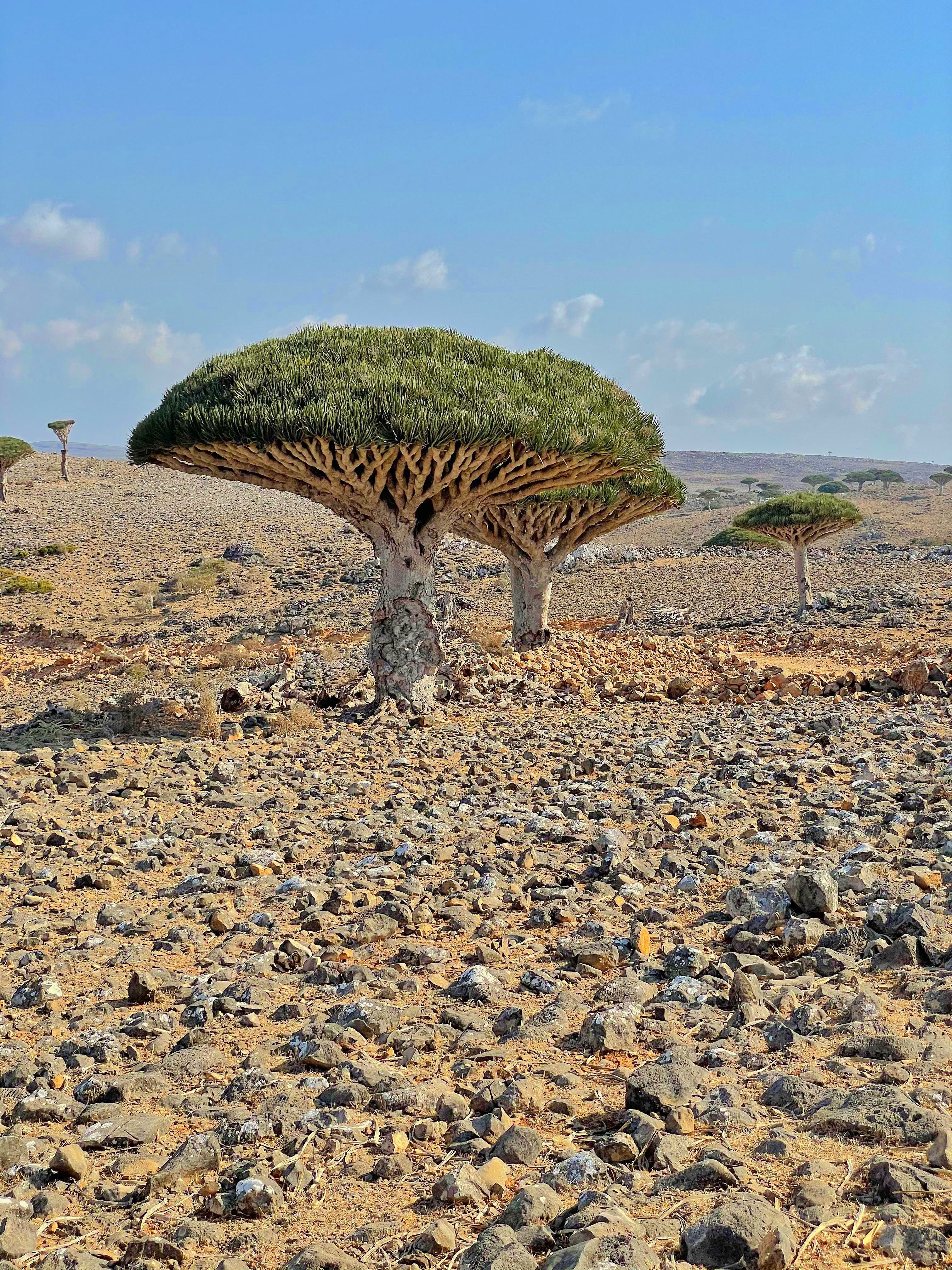 Dragon's Blood Tree in Socotra Island Landscape · Free Stock Photo