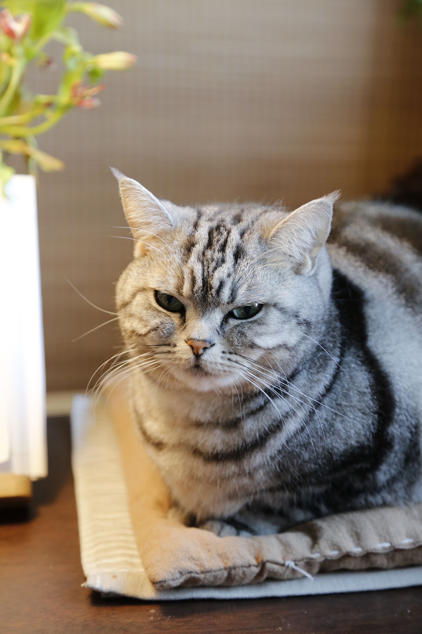 Cat On Mat Photos, Download The BEST Free Cat On Mat Stock Photos & HD ...