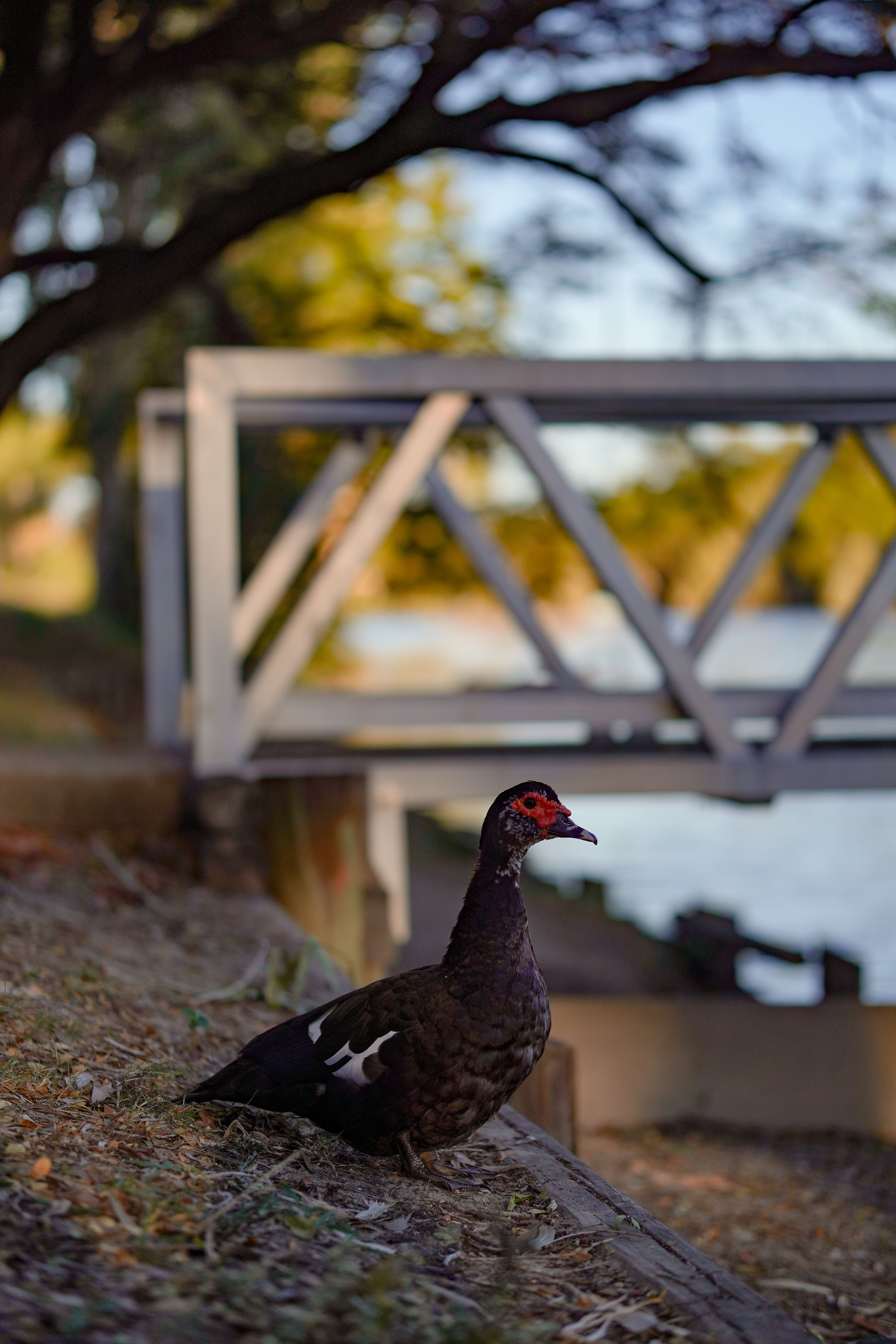 Muscovy Duck by Tranquil Riverside Bridge · Free Stock Photo