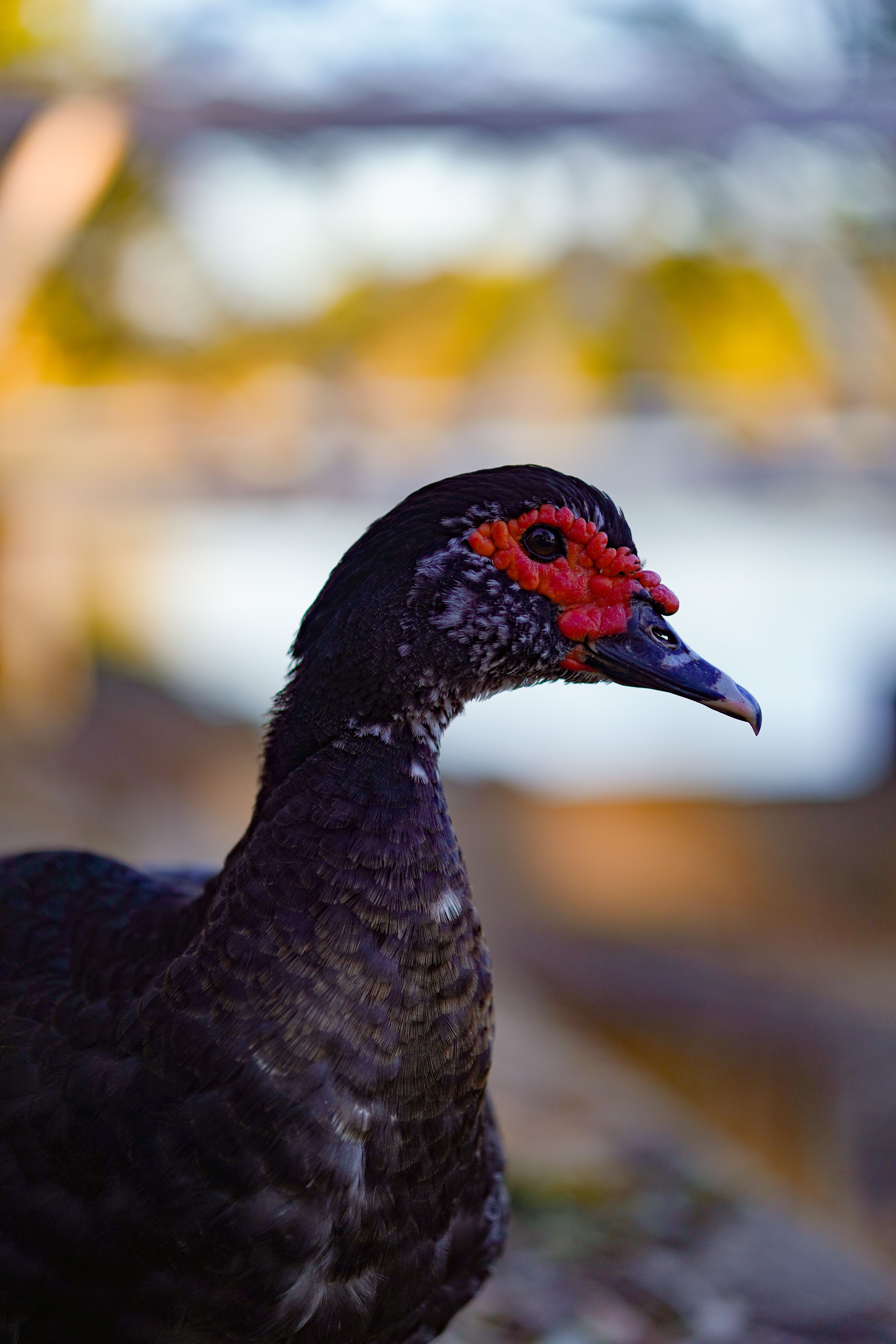 Close-up of Muscovy Duck in Natural Setting · Free Stock Photo