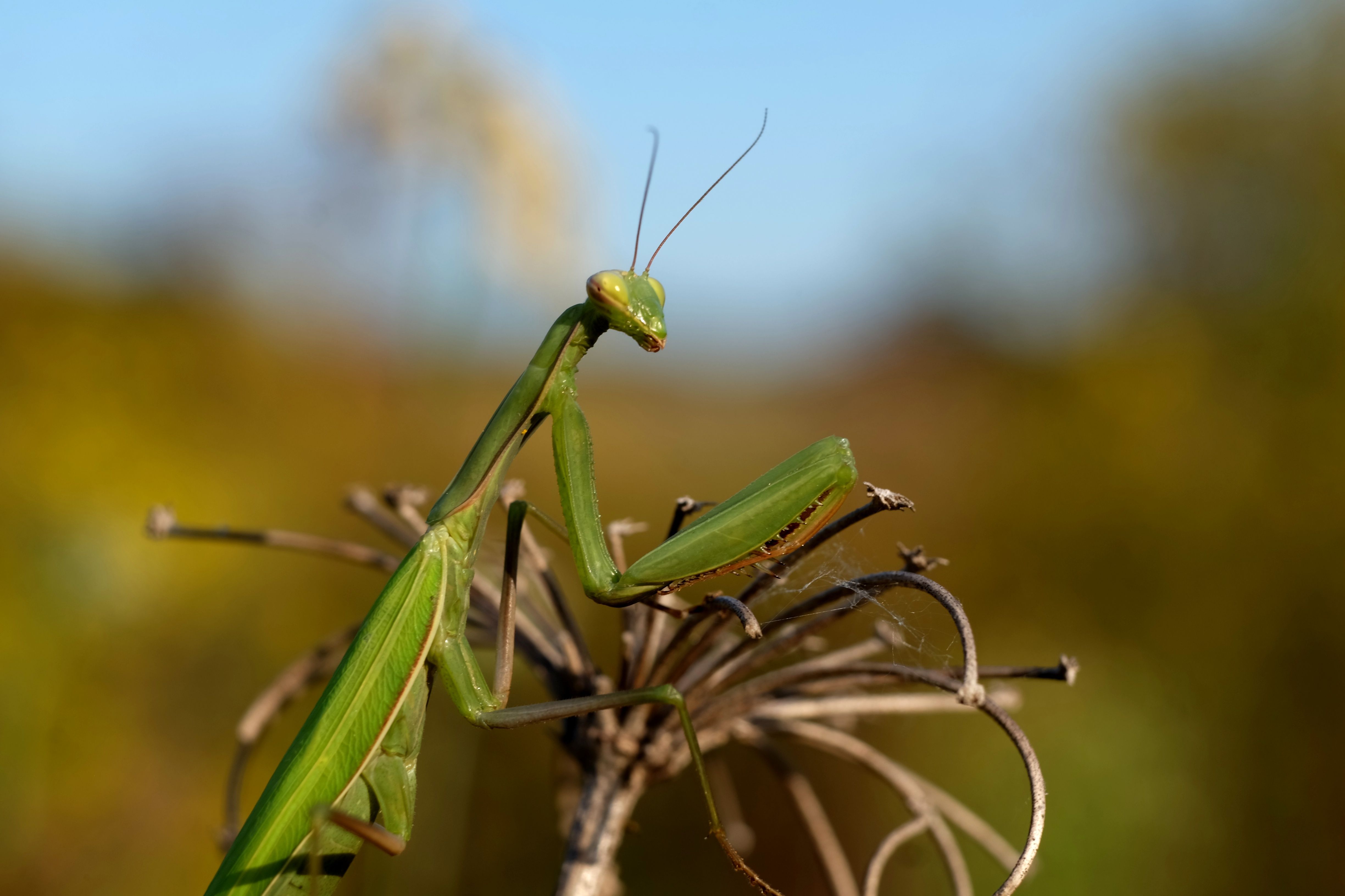 Close-up of Praying Mantis in Natural Habitat · Free Stock Photo