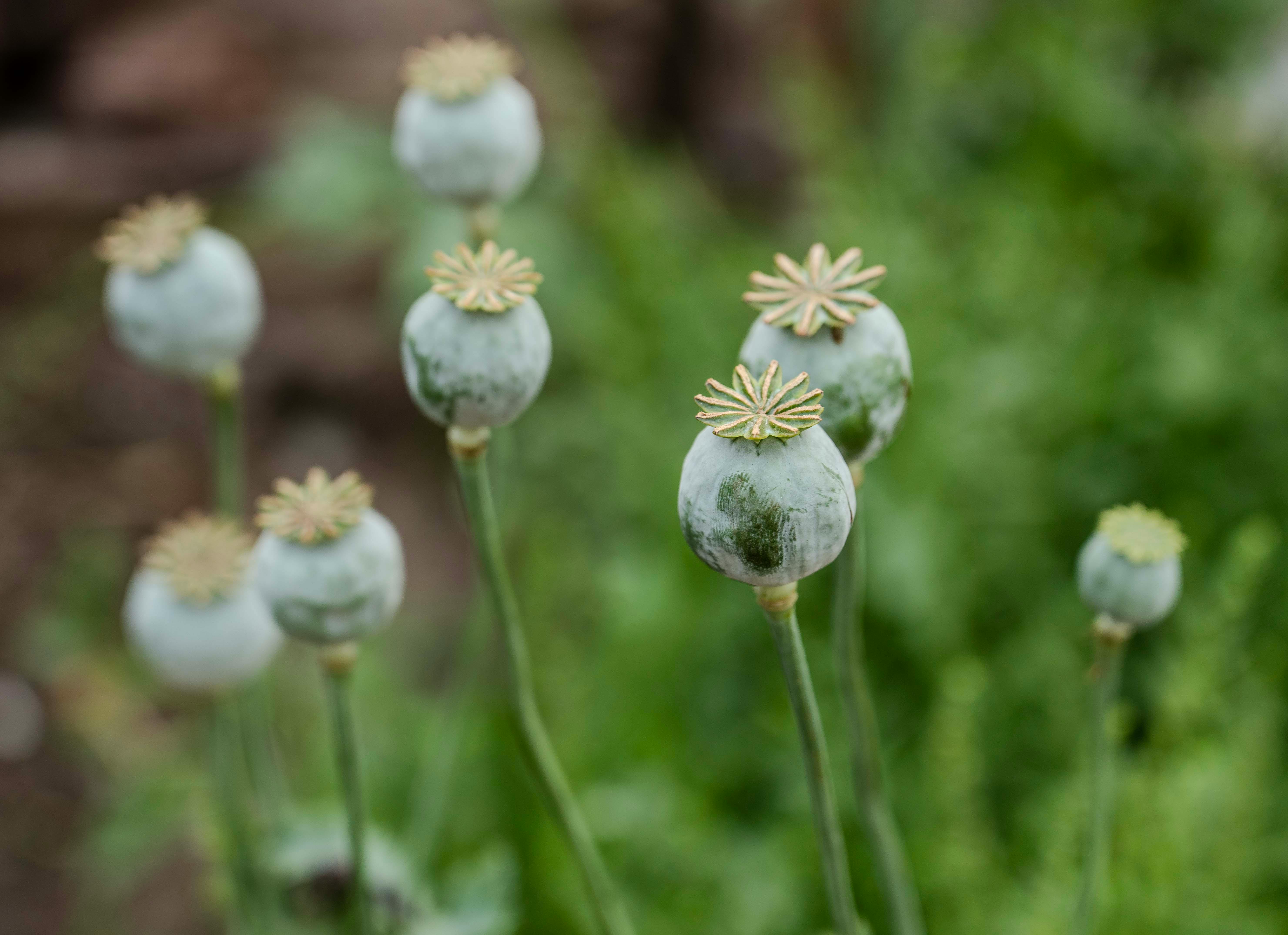 Poppy Images Photos, Download The BEST Free Poppy Images Stock Photos ...