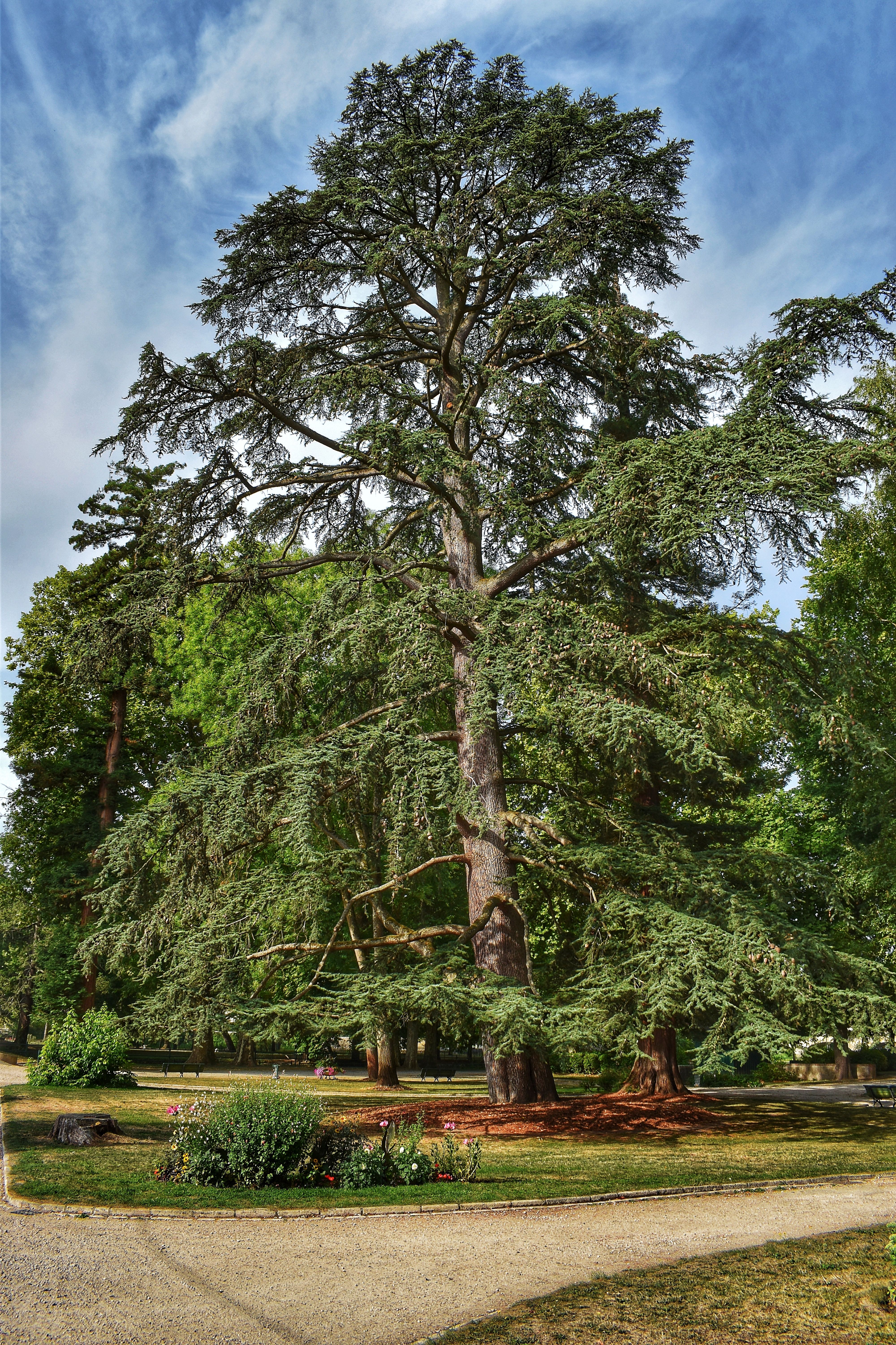 Canadian Cedar Tree Photos, Download The BEST Free Canadian Cedar Tree ...