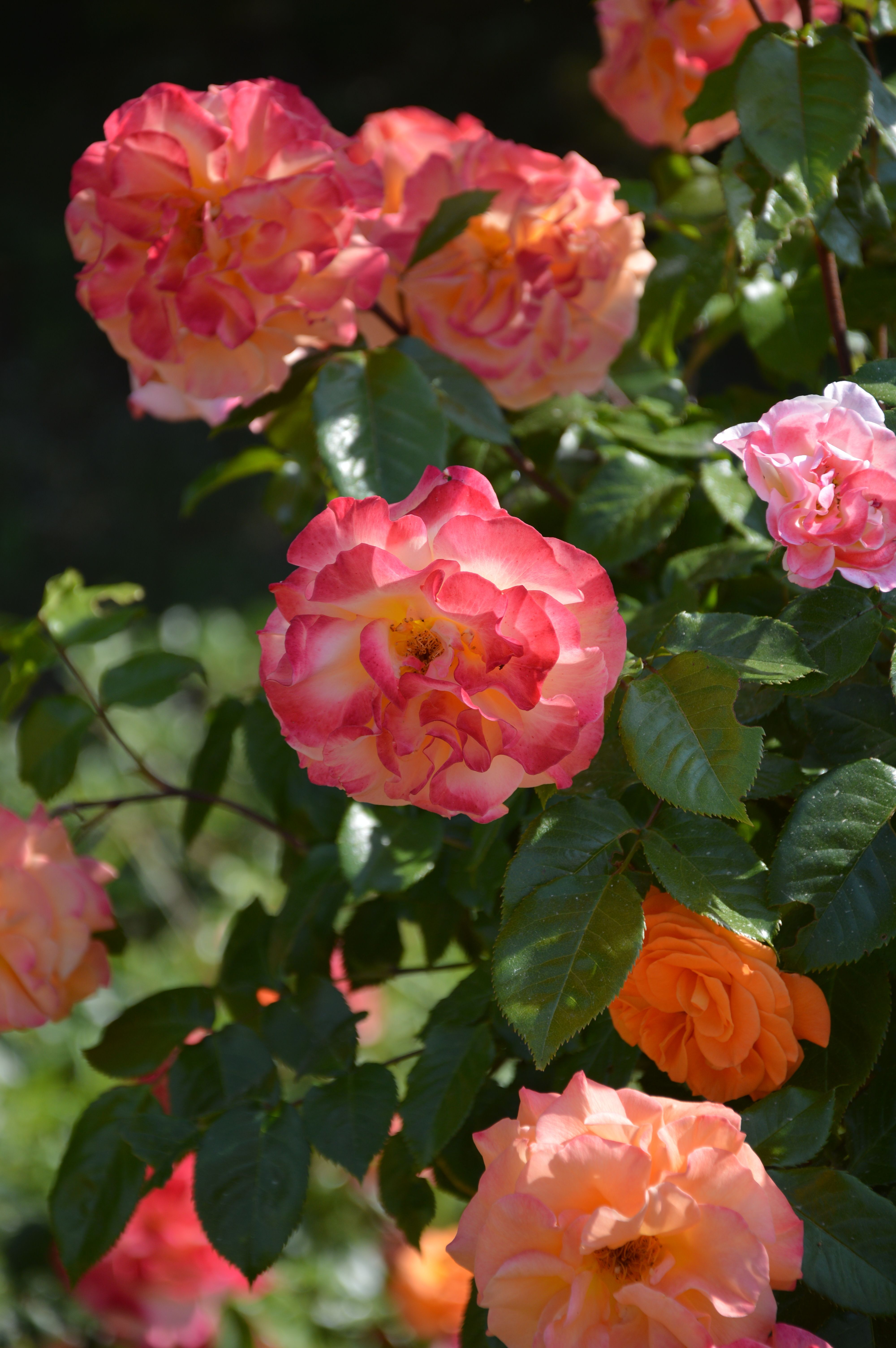 Vibrant Orange and Pink Roses in Bloom · Free Stock Photo