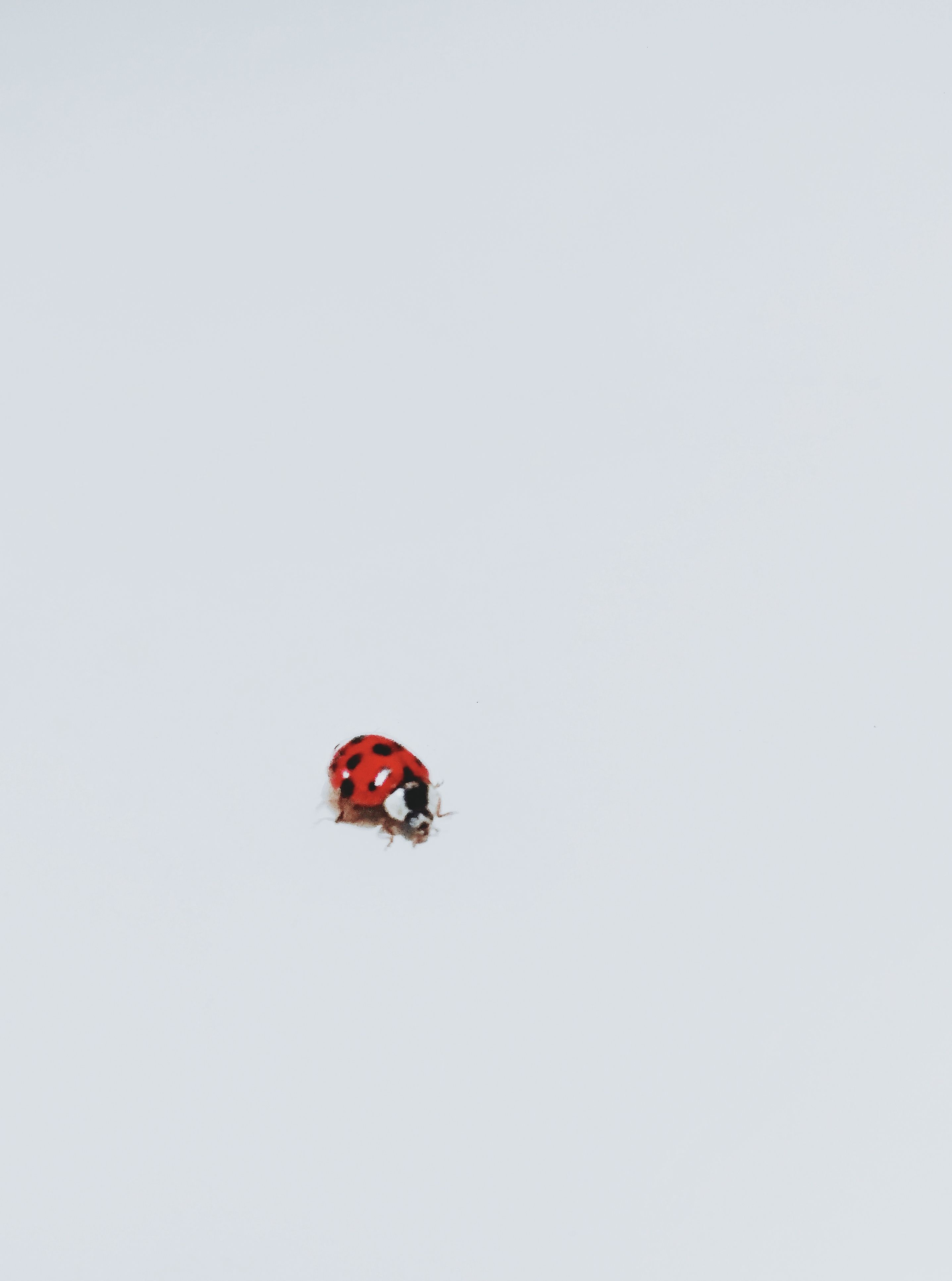 Ladybugs+Simple+Drawing Photos, Download The BEST Free Ladybugs+Simple ...