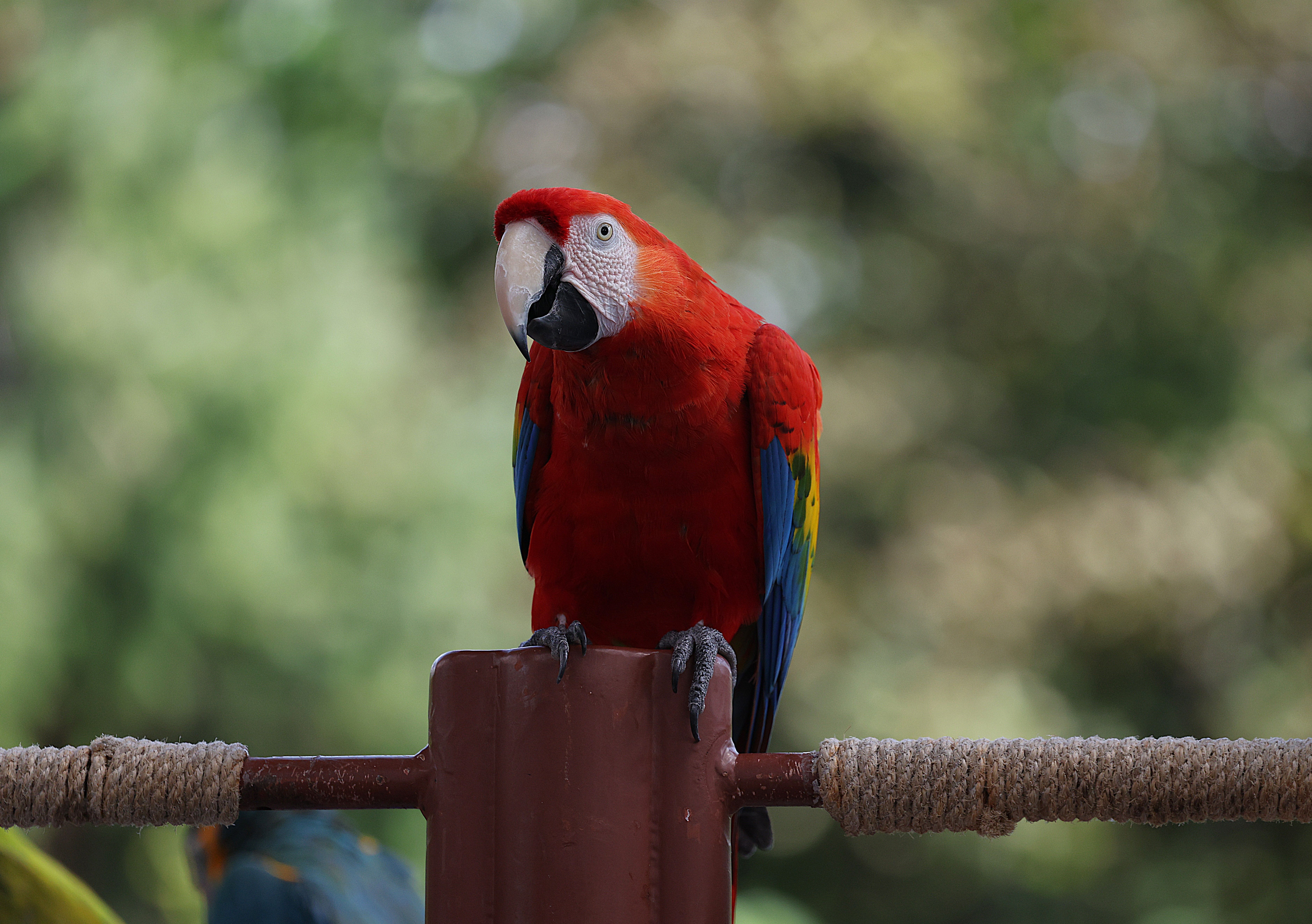 Scarlet Macaw Perched Outdoors in Natural Habitat · Free Stock Photo