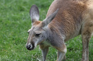 Antilopine Kangaroo: Facts, Habitat, and Unique Traits