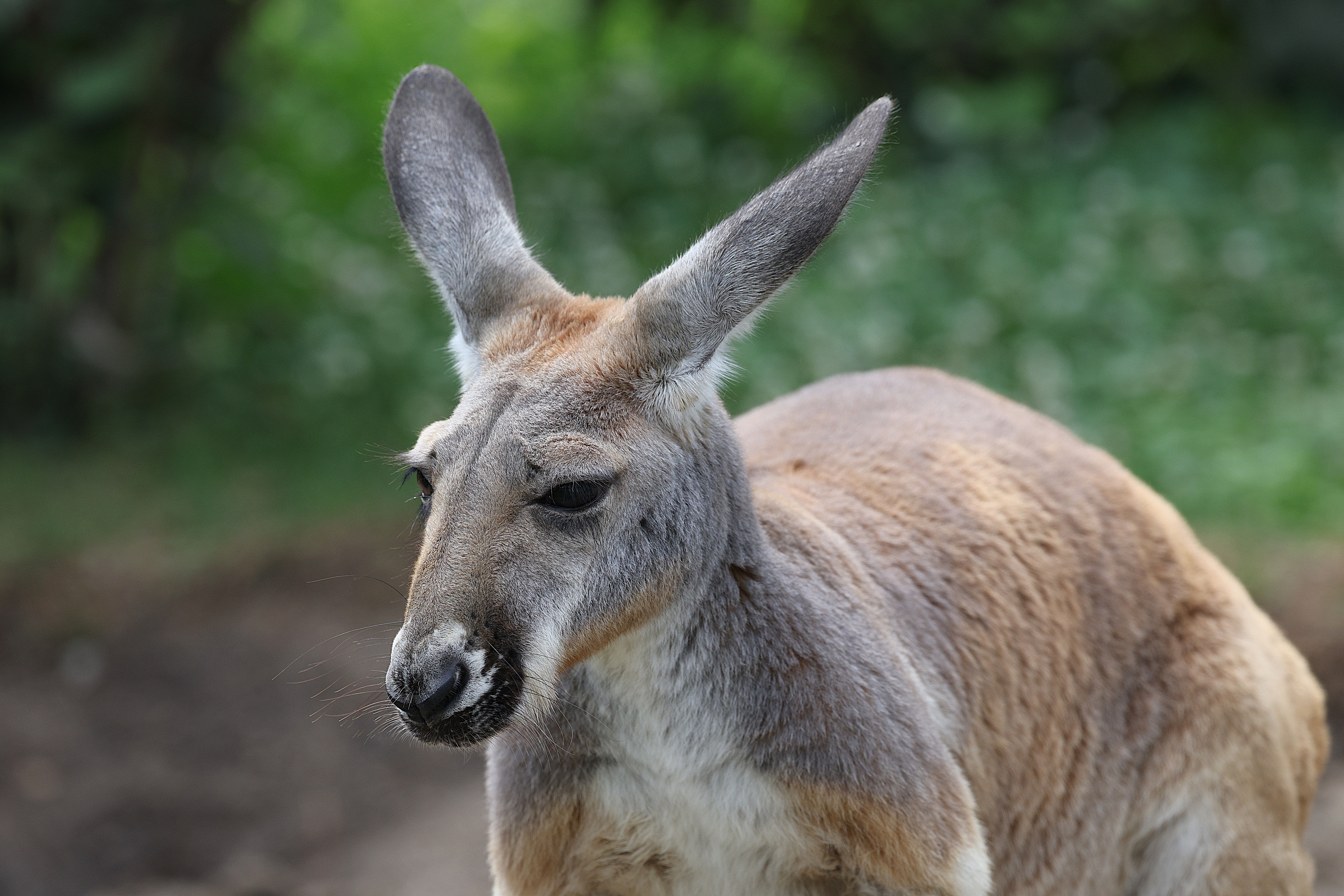 Close-Up of a Kangaroo in a Zoo Setting · Free Stock Photo
