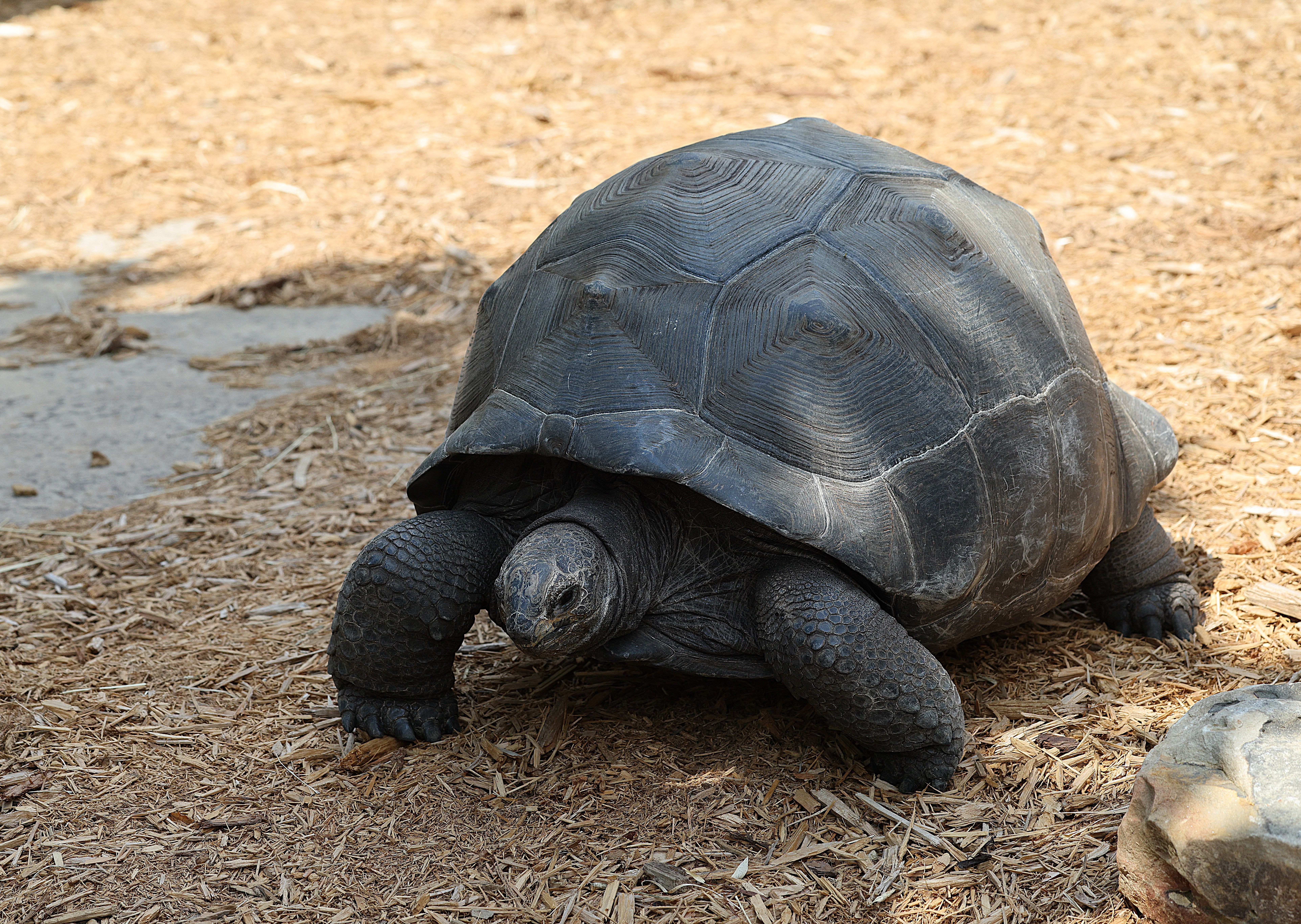 Majestic Giant Tortoise at Zoo Enclosure · Free Stock Photo