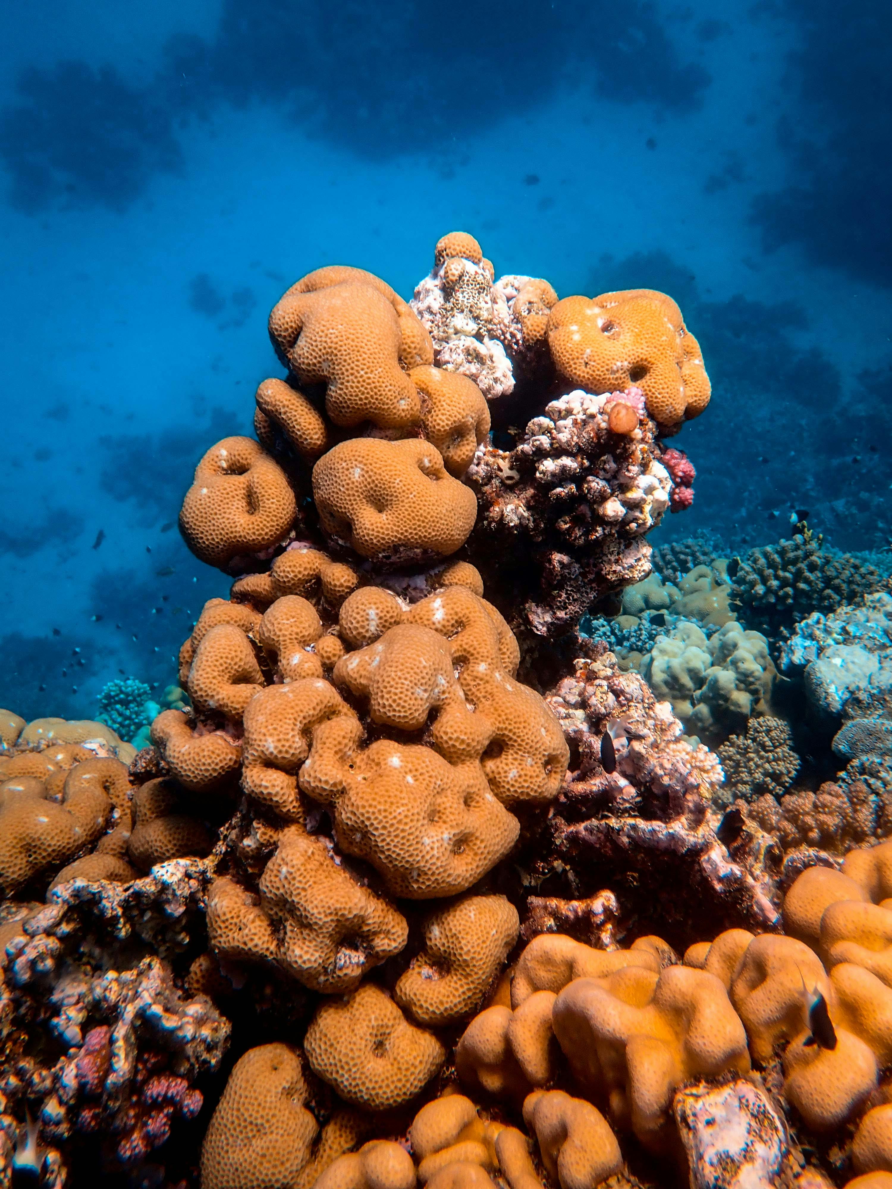 Brown Coral Reefs · Free Stock Photo