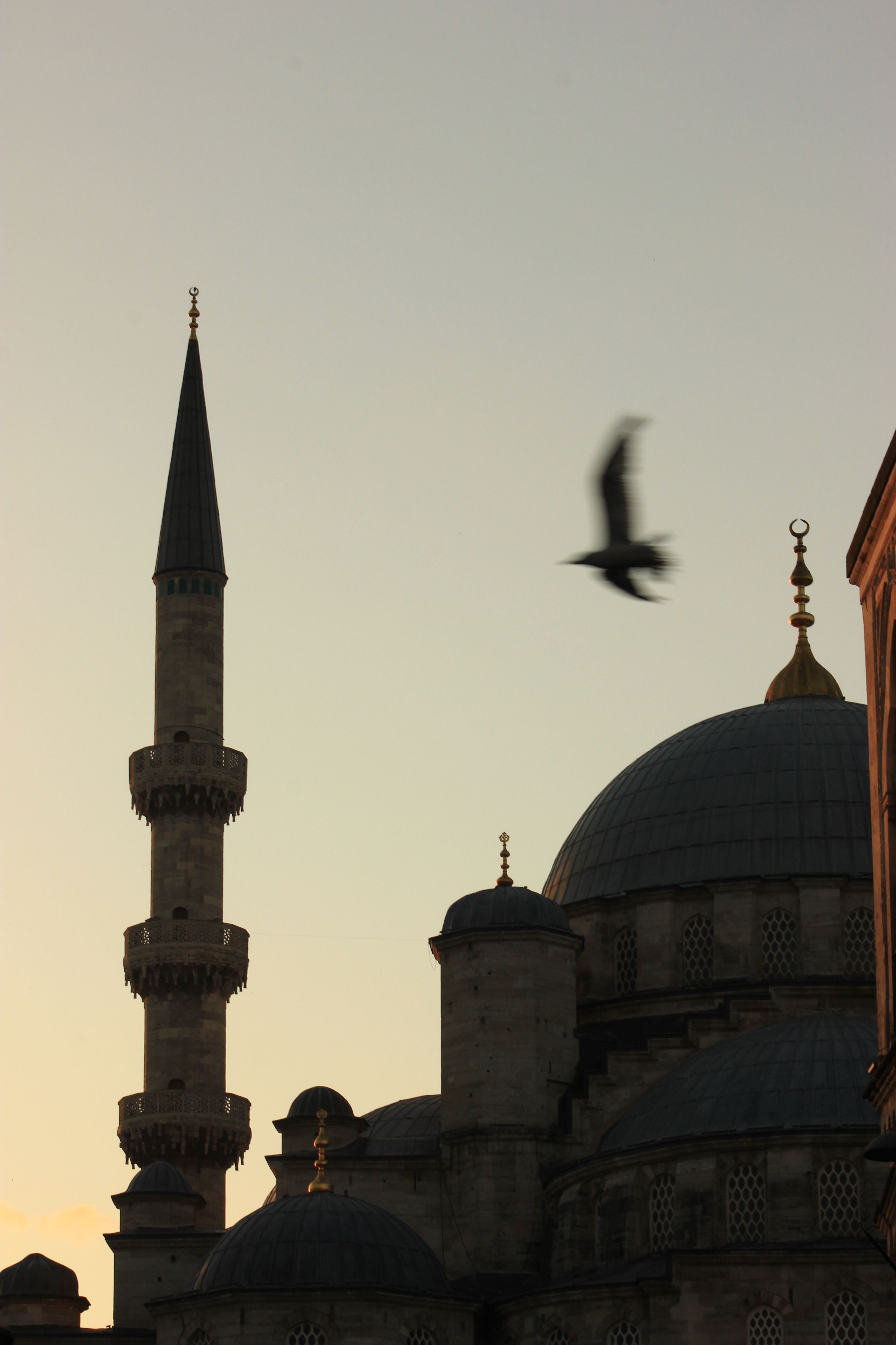 Majestic Mosque Dome with Soaring Birds · Free Stock Photo