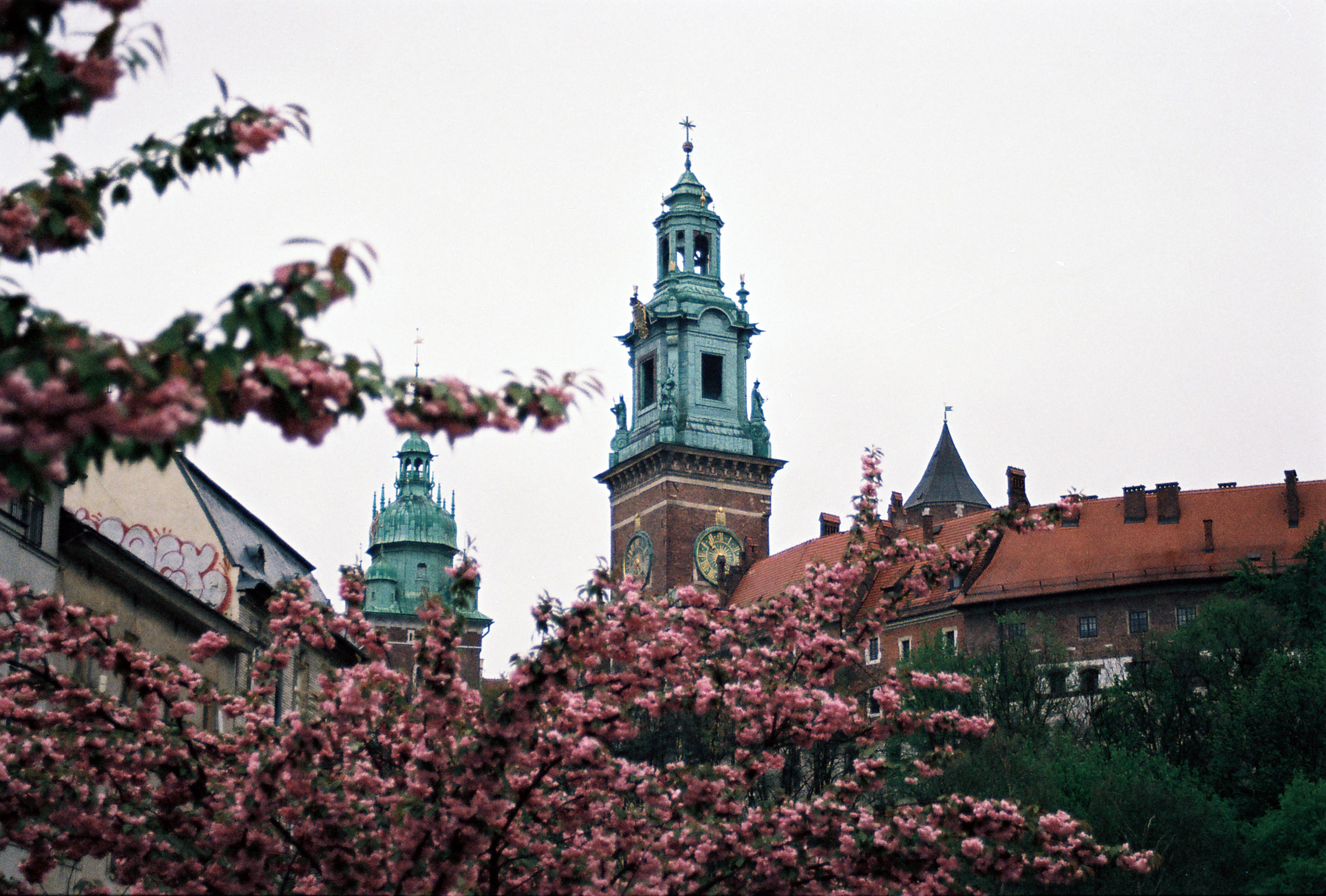 Cherry Blossoms and Wawel Castle in Kraków · Free Stock Photo
