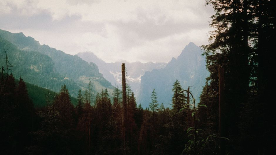 Mountain landscape with forest