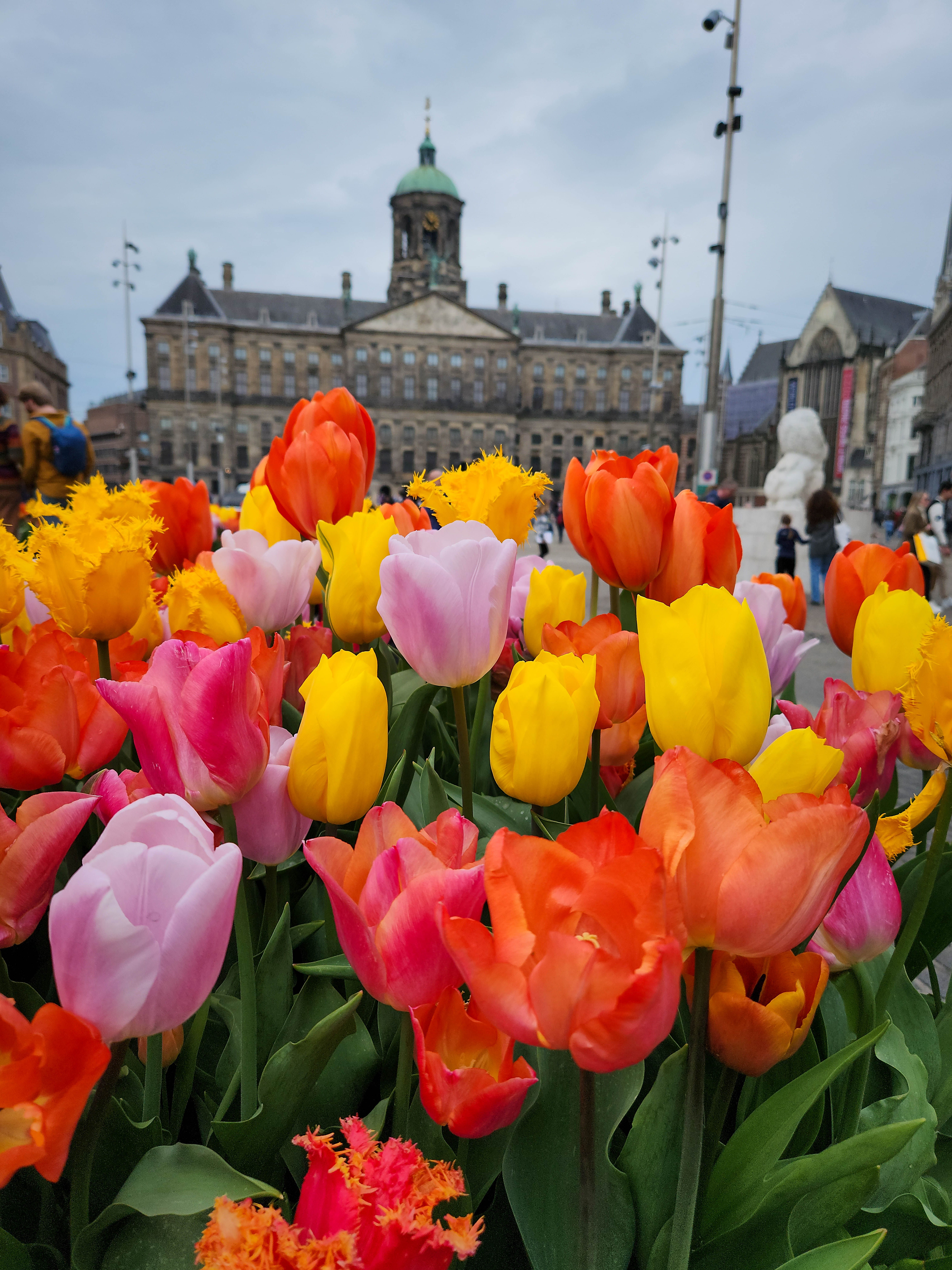 Colorful Tulips in Amsterdam's Dam Square · Free Stock Photo