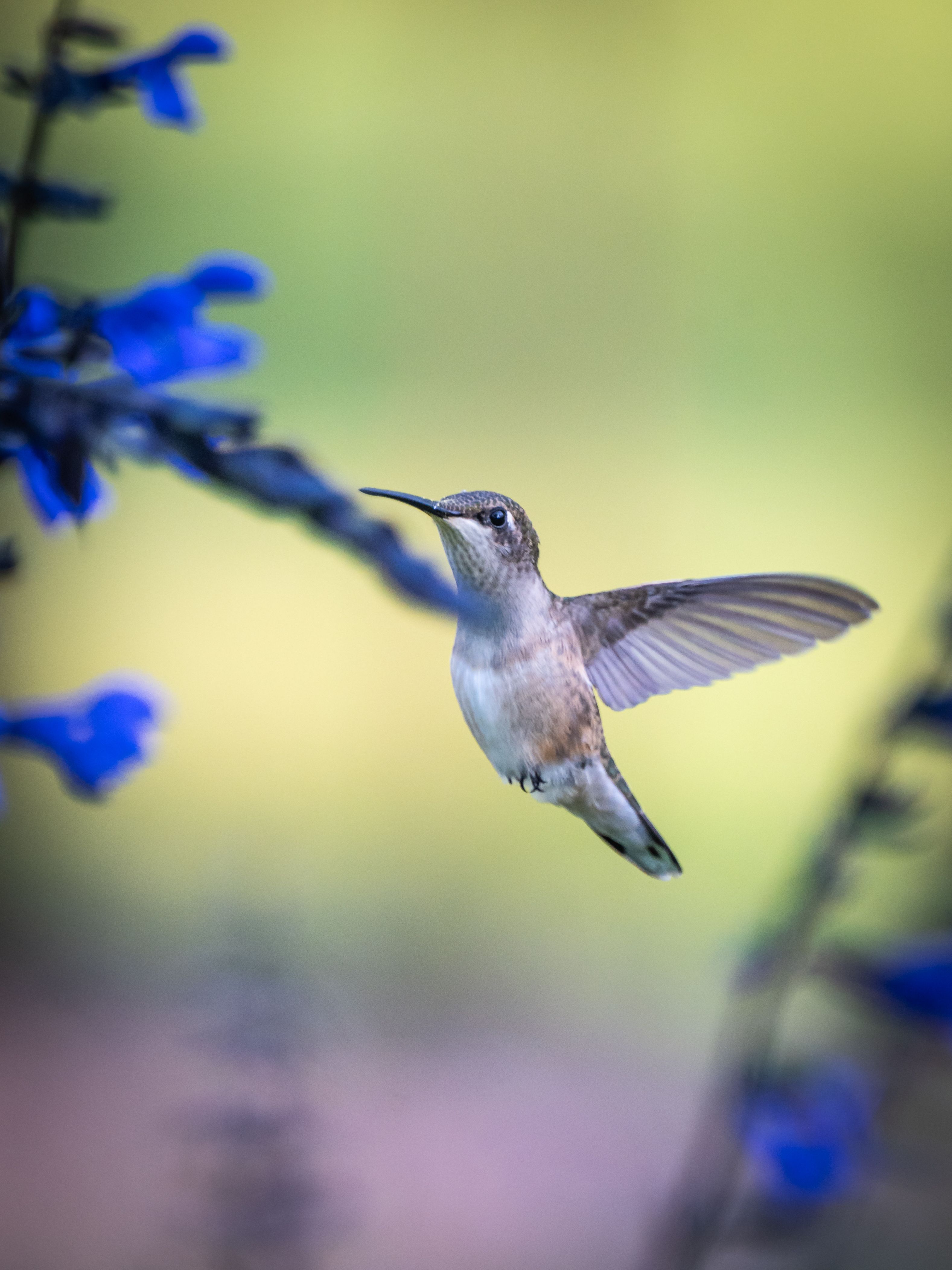 A Bird Fluttering Its Wings Against A Windowpane Photos, Download The ...