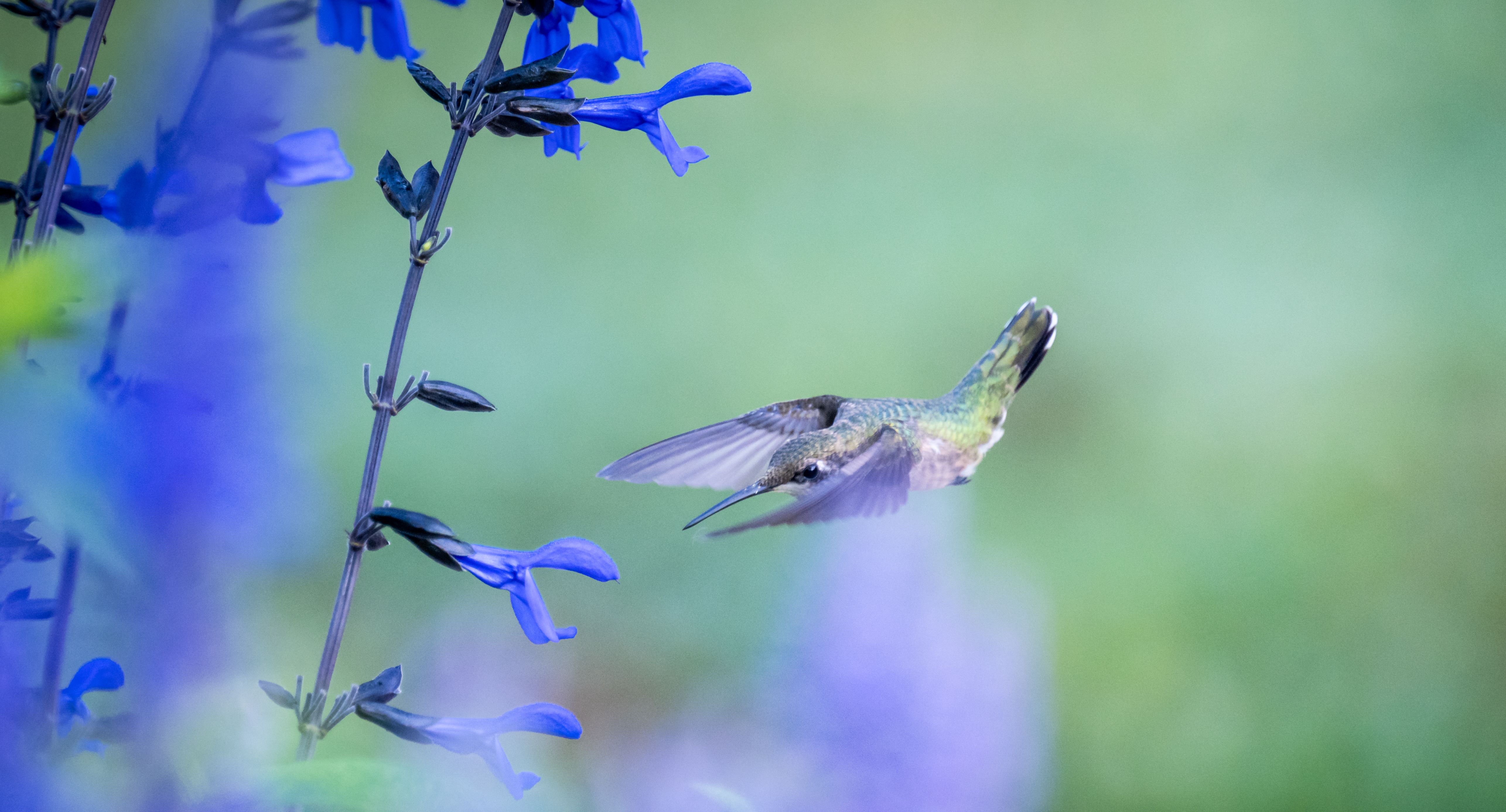 Green Hummingbird Flying Near at Lavender Flower · Free Stock Photo