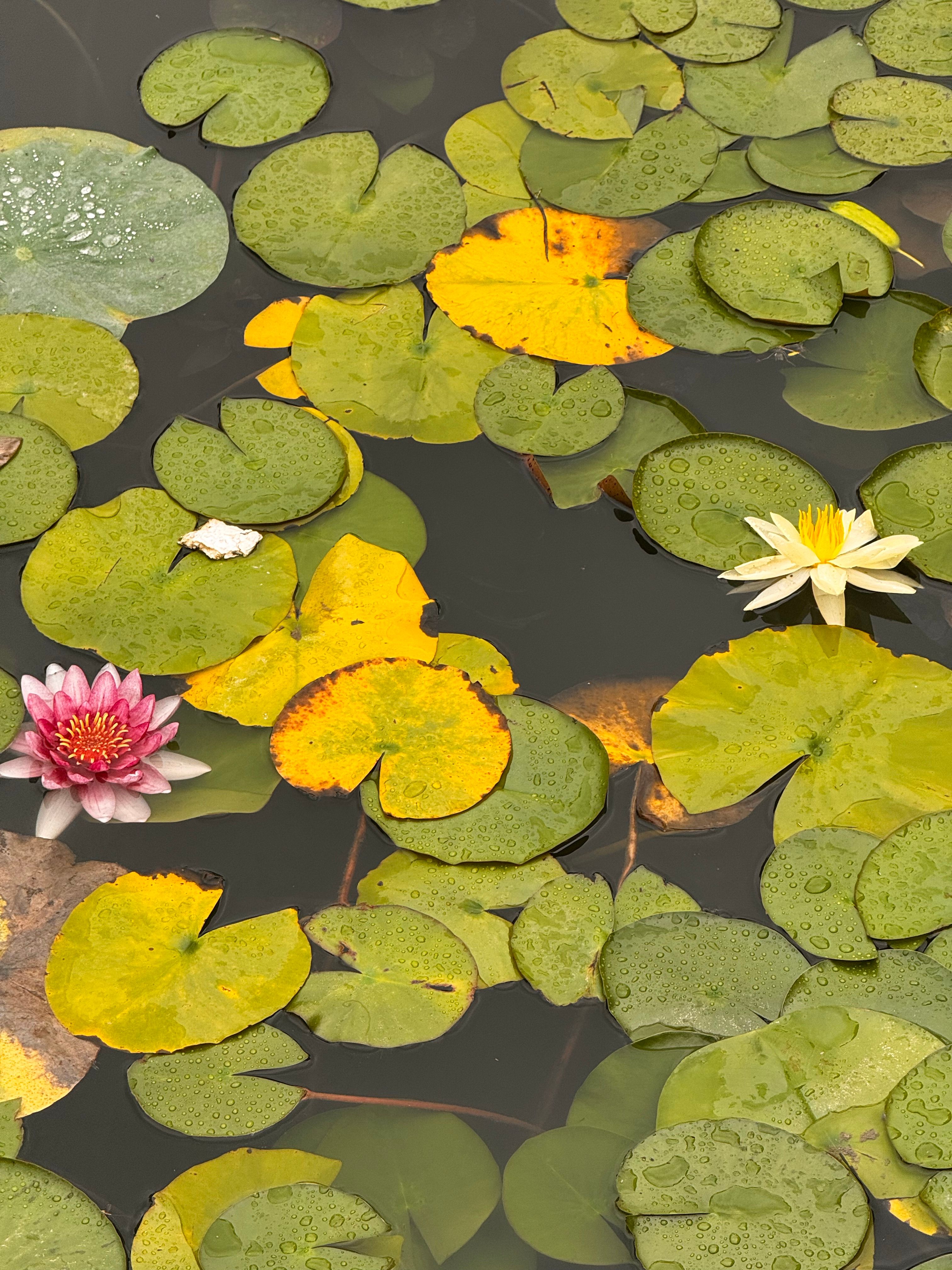 Vibrant Lily Pads and Water Lilies on a Pond · Free Stock Photo